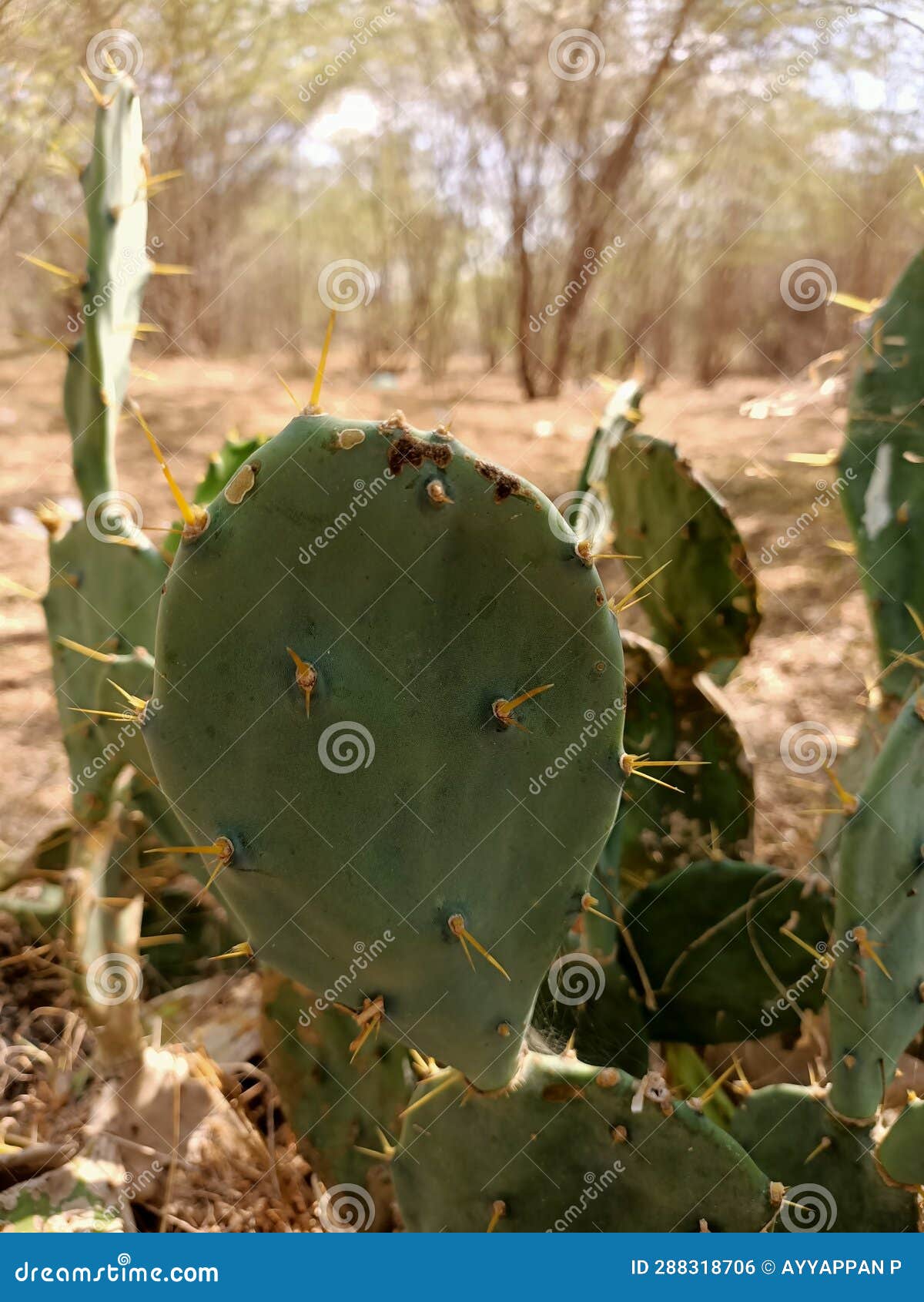 Indian devil cactus stock photo. Image of quail, produce - 288318706