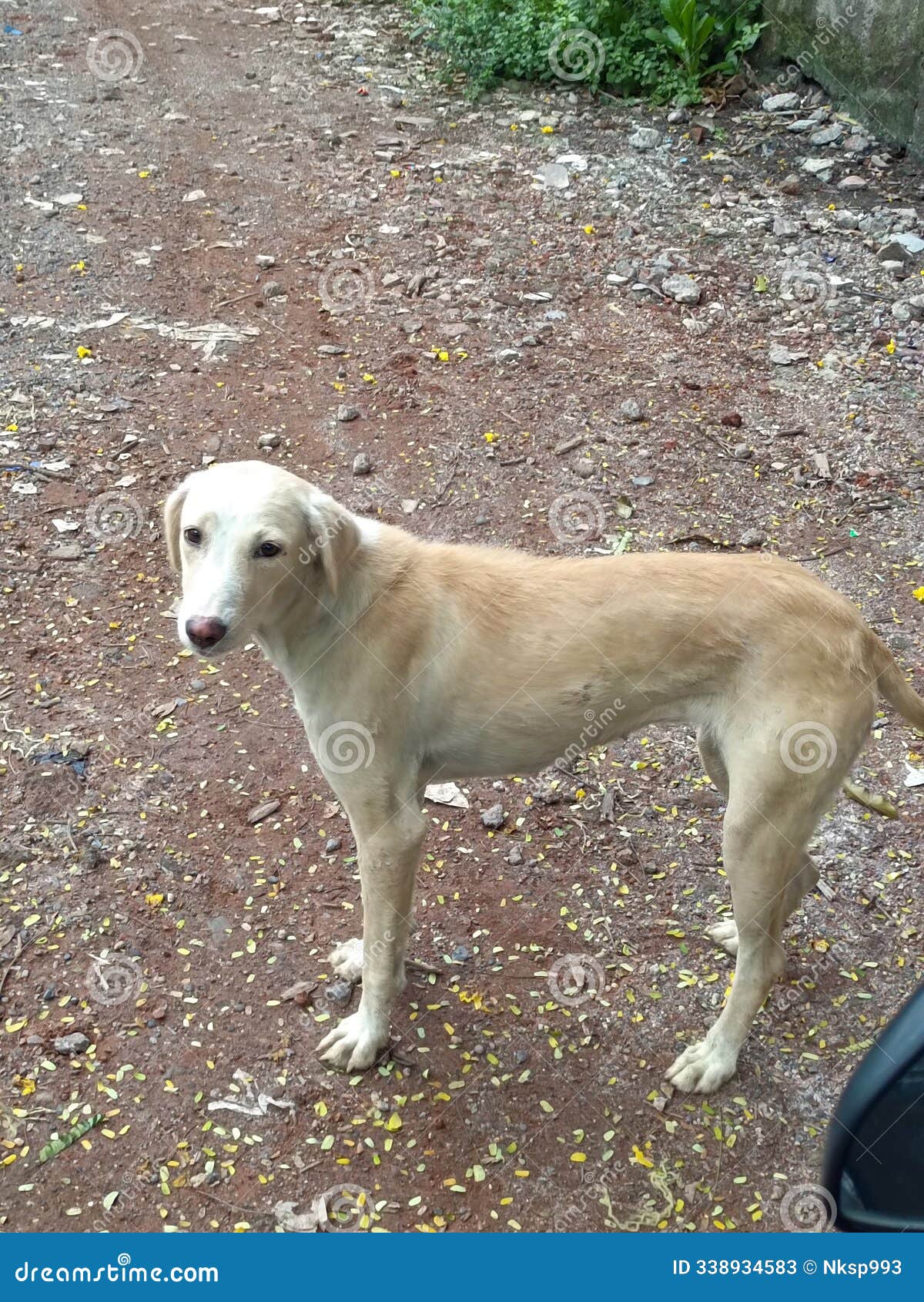 Indian dog desi stock image. Image of beautiful, desi - 338934583