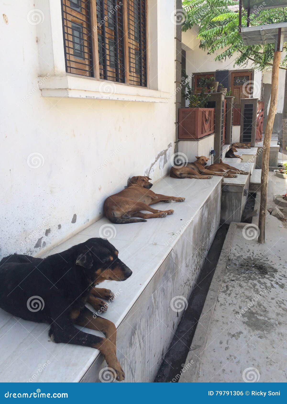 Indian dog in out of home stock photo. Image of animal - 79791306