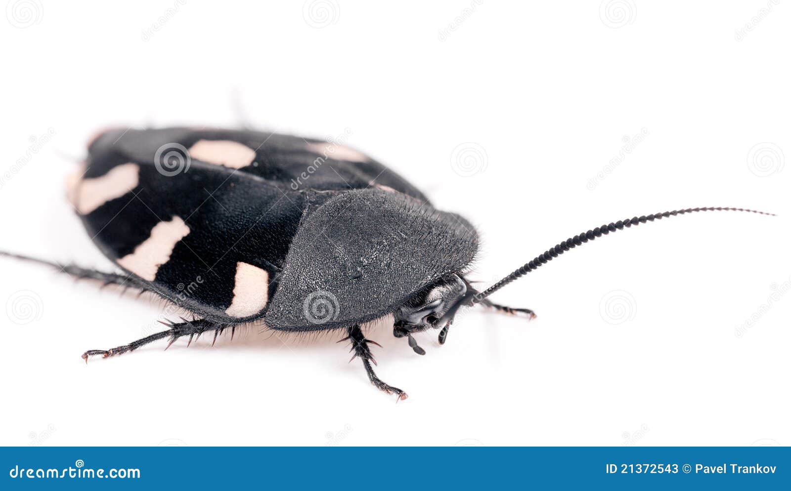Indian domino cockroach. stock image. Image of zoology - 21372543