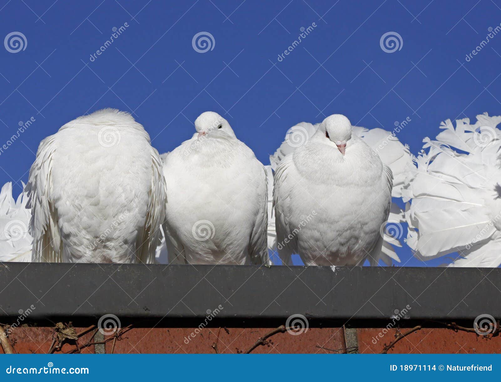 Indian Dove stock photo. Image of sitting, cloudless - 18971114