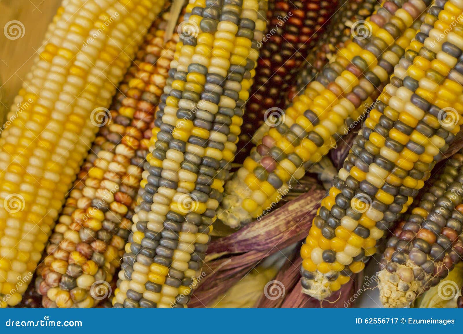 Indian Dried Corn stock image. Image of season, calico - 62556717