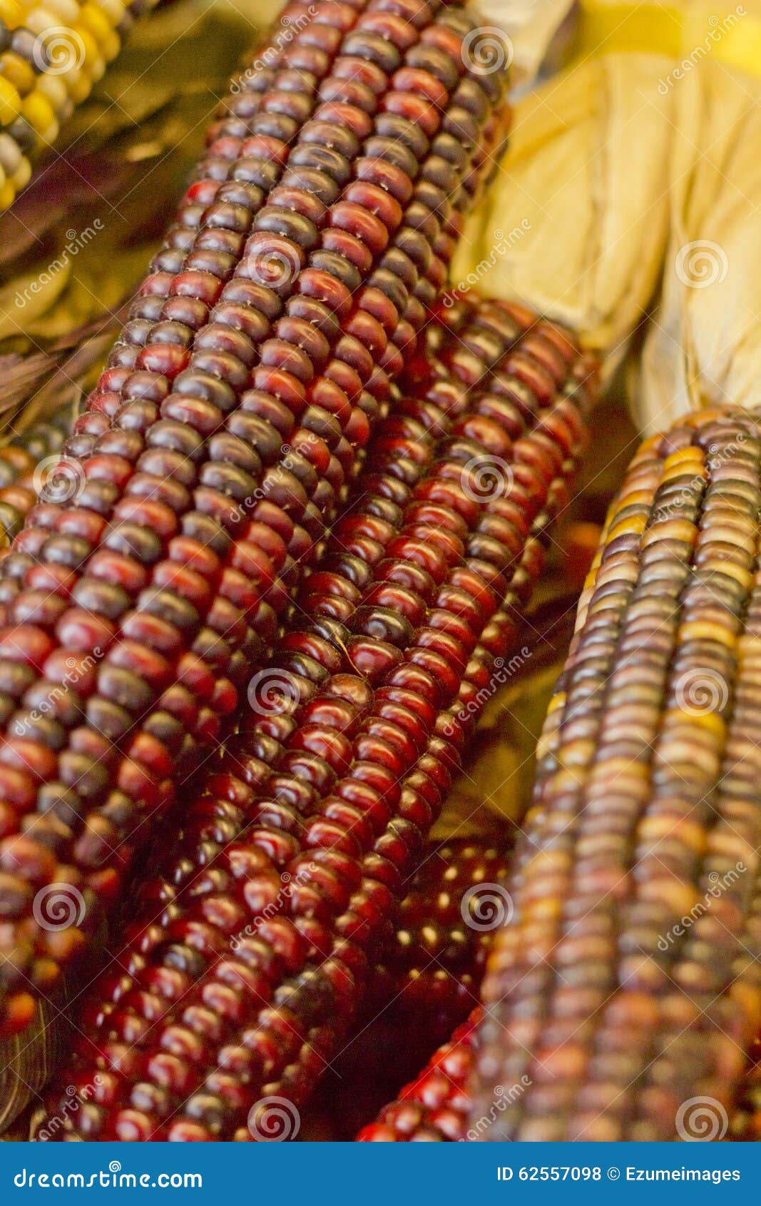 Indian Dried Corn stock photo. Image of american, produce - 62557098