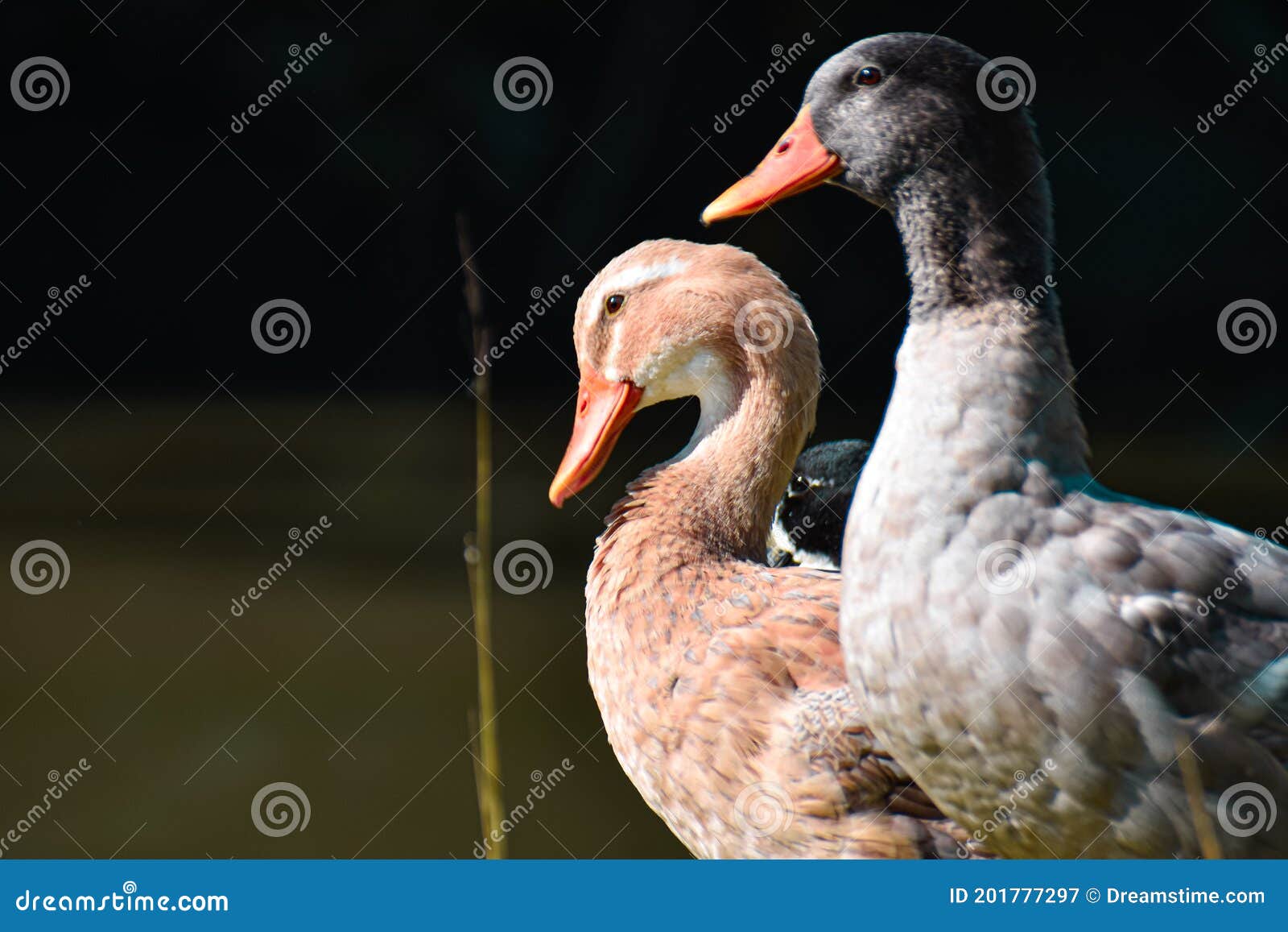 Indian duck stock image. Image of nature, partner, wildlife - 201777297