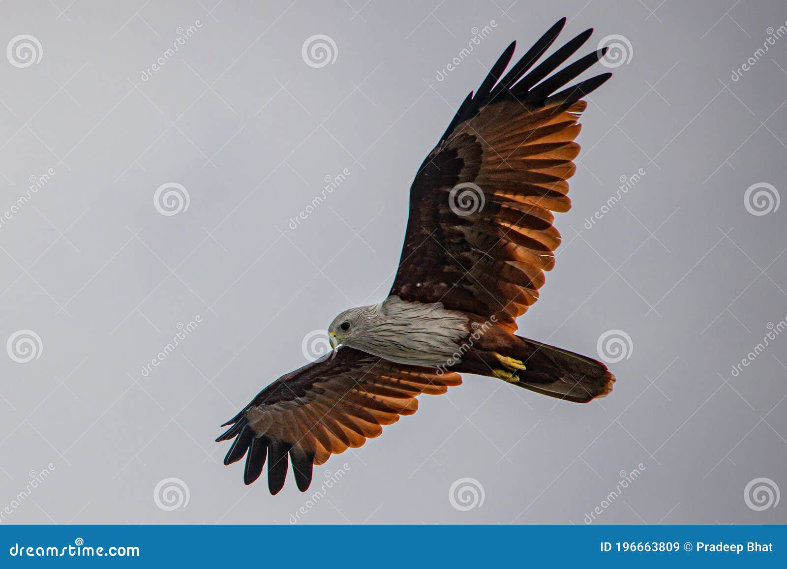 Indian eagle on hunt stock image. Image of flight, hunt - 196663809