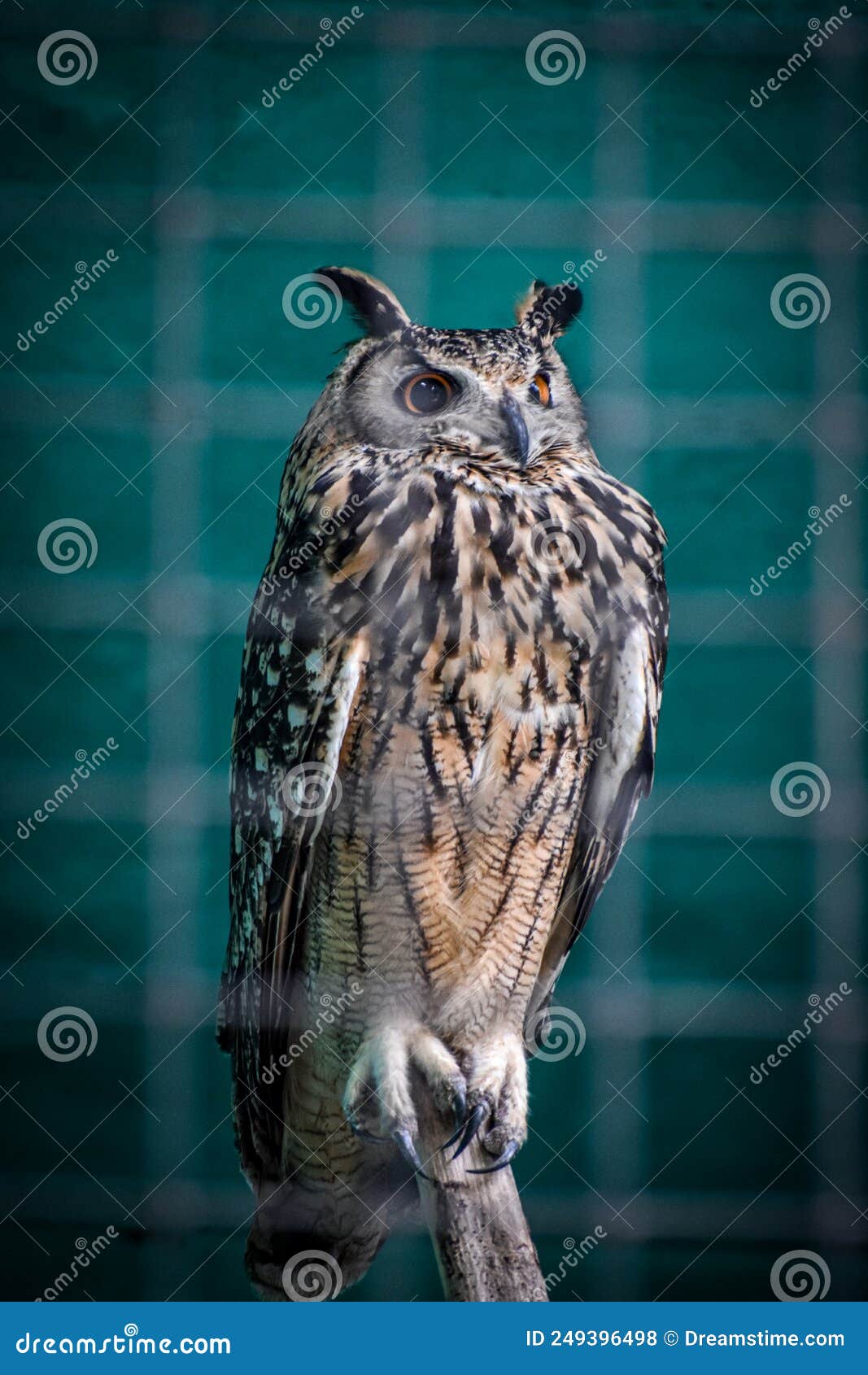 The Indian Eagle-owl, Also Called the Rock Eagle-owl or Bengal Eagle ...