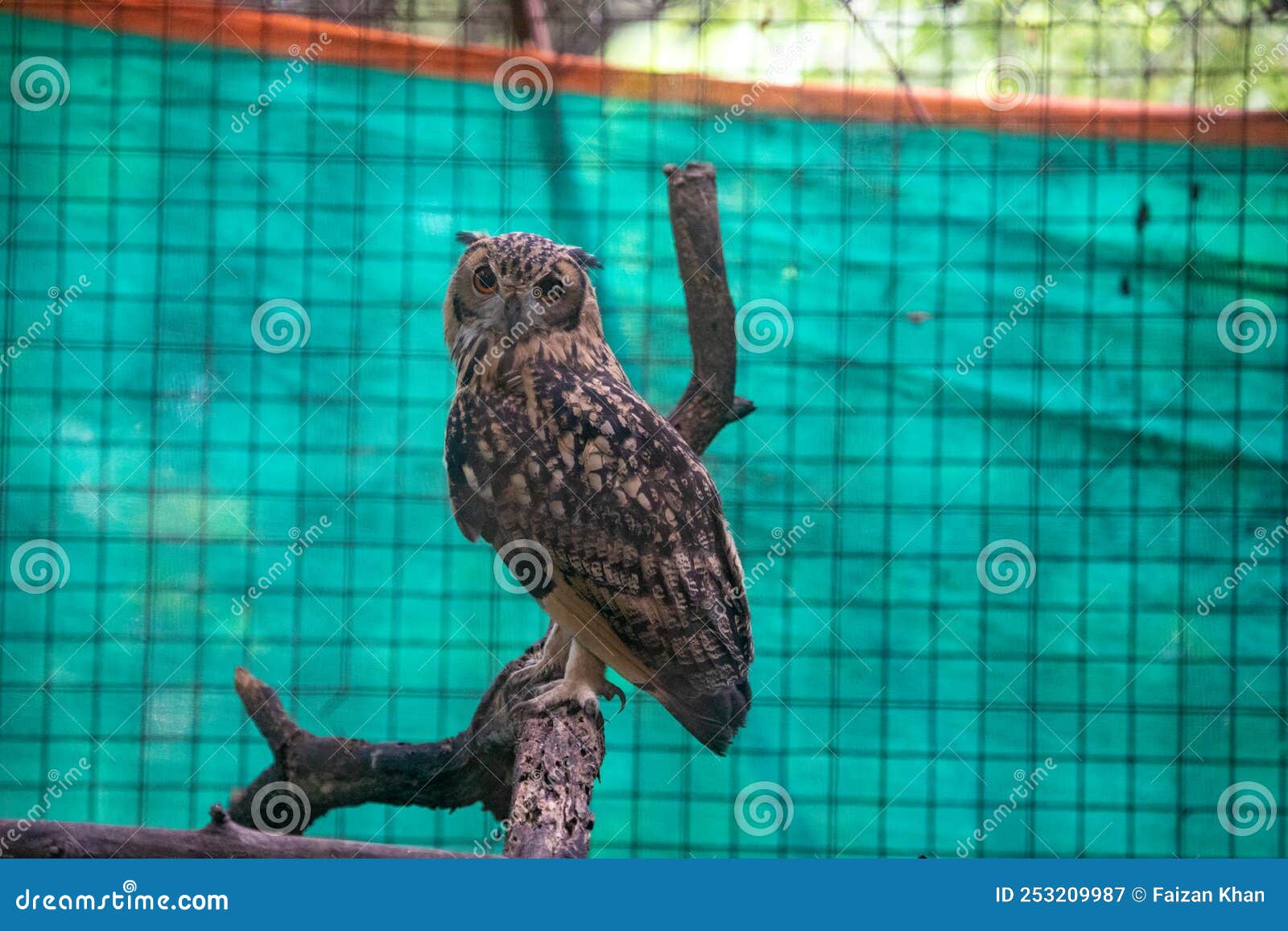 Eagle In A Cage. Sad Eagle. Sad Hawk. Sad Bird. Sadness. Eagle In Cage ...