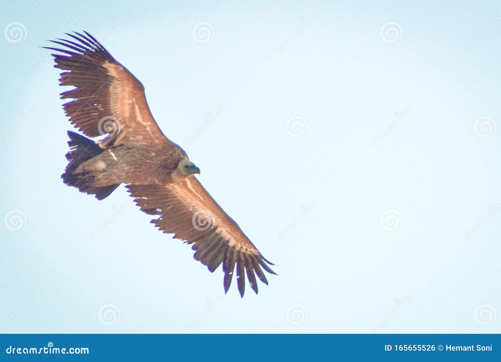 Indian Eagle Unique Depth Flying Stock Photo - Image of depth, eagle ...