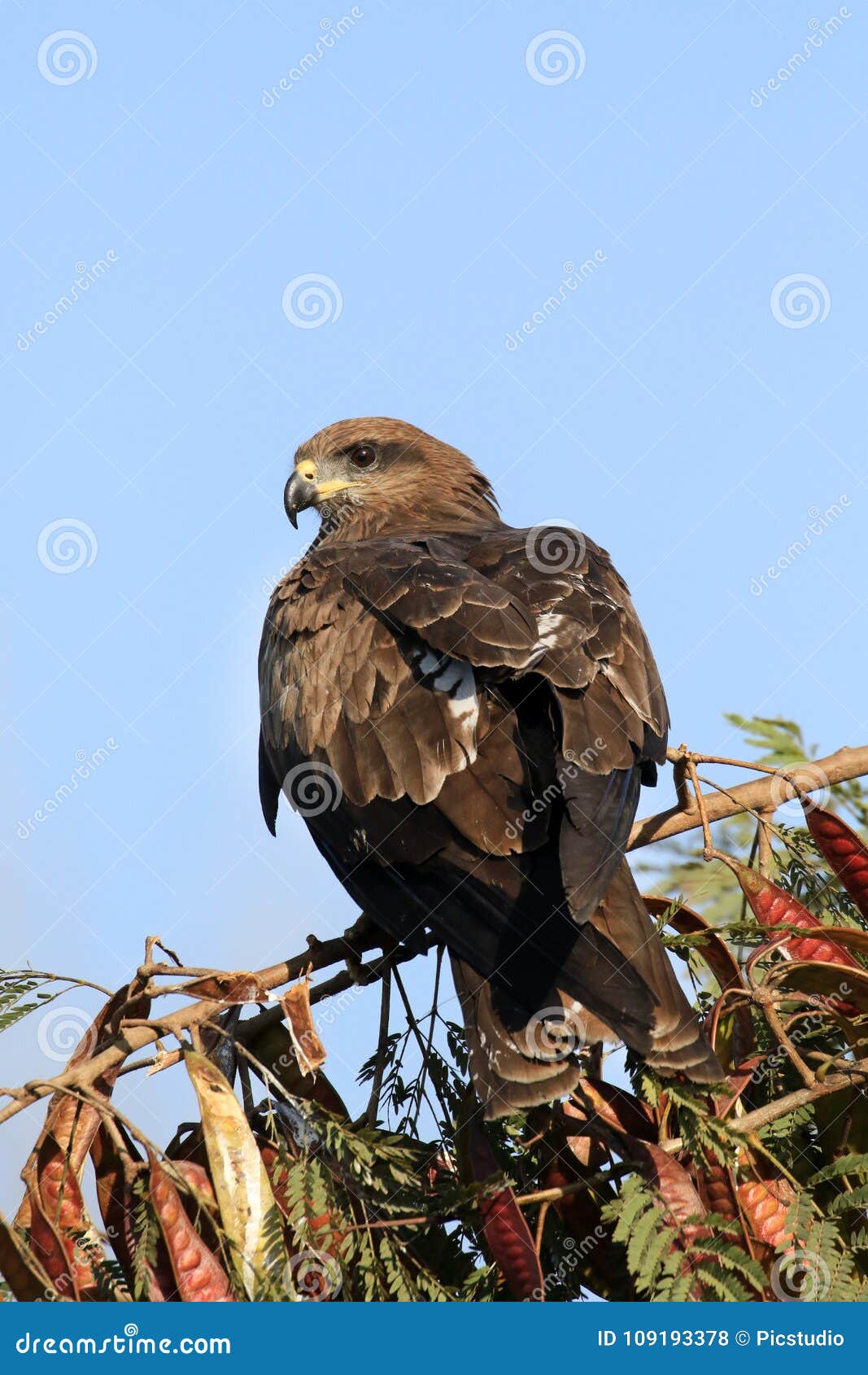 Indian Eagle Bird