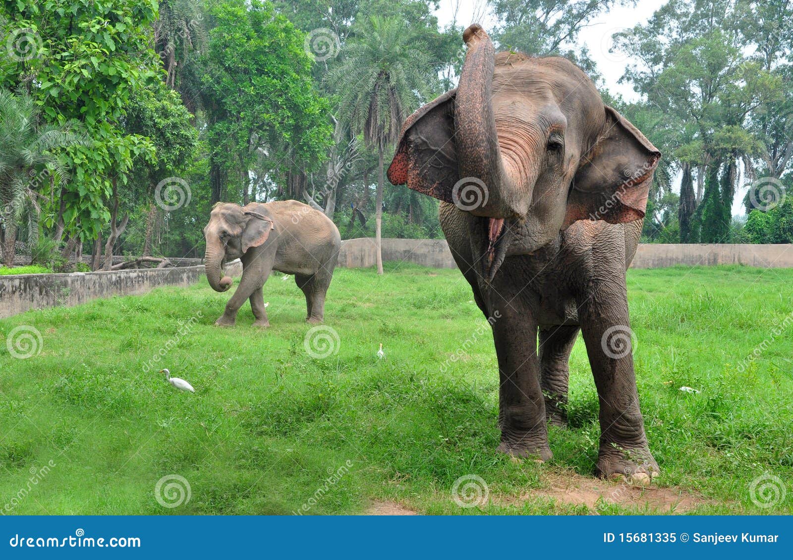 Indian Elephant Stock Image | CartoonDealer.com #14413327