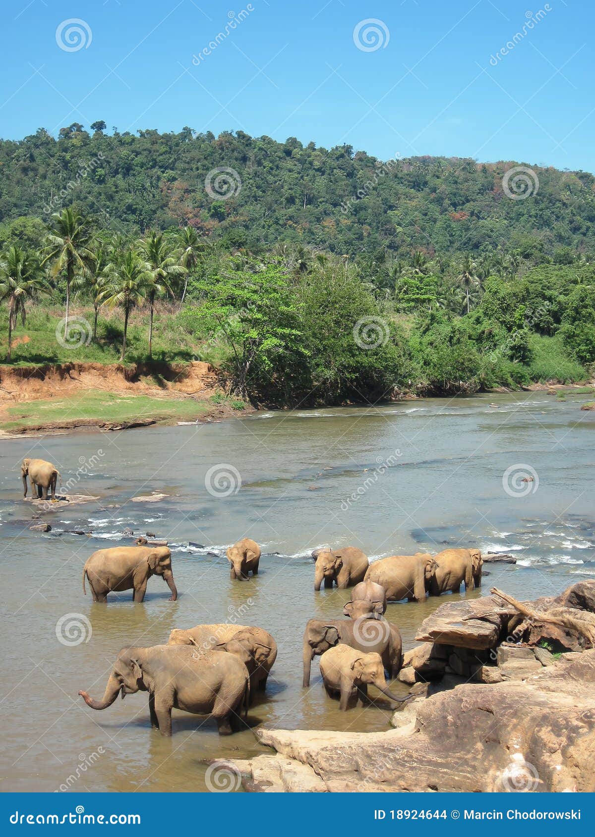 Indian Elephant Stock Image | CartoonDealer.com #14413327