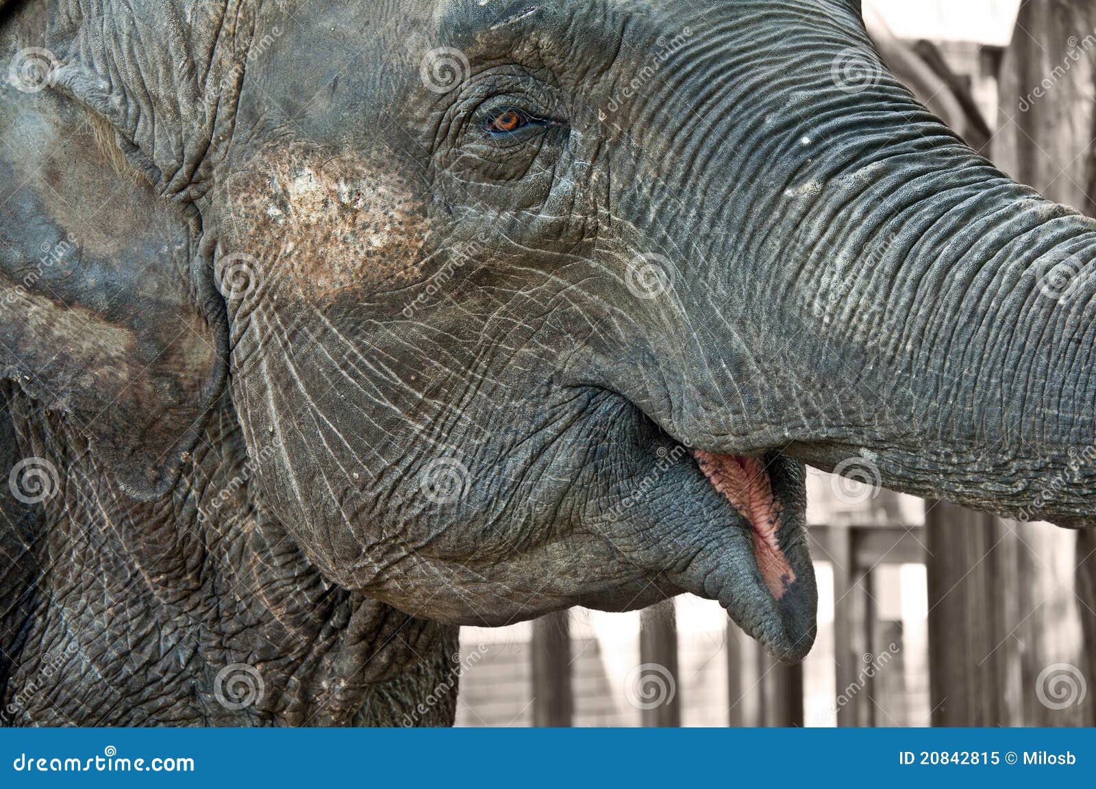 Indian elephant stock image. Image of ears, mammal, asian - 20842815