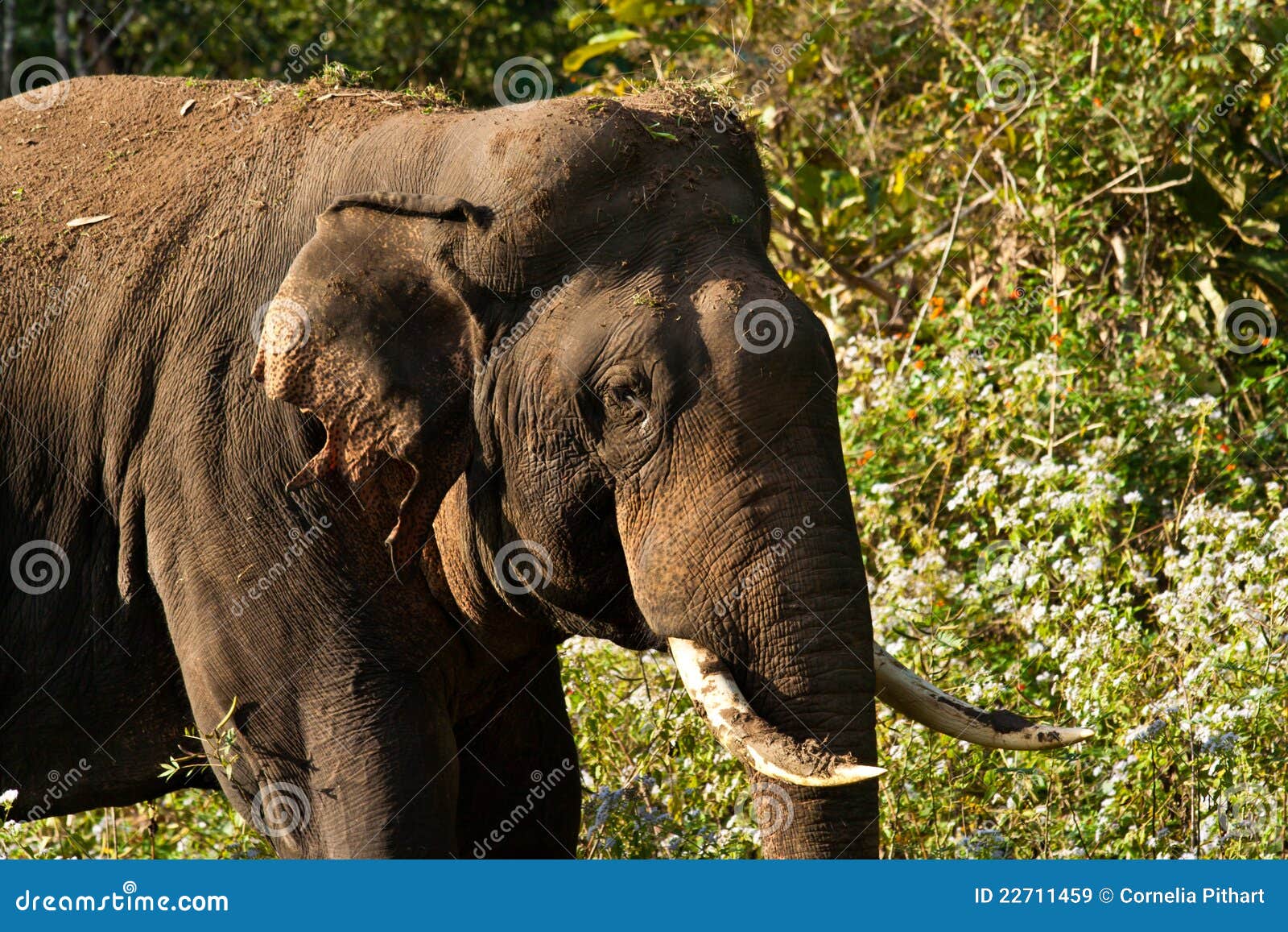 Indian elephant stock image. Image of wayanad, mammal - 22711459
