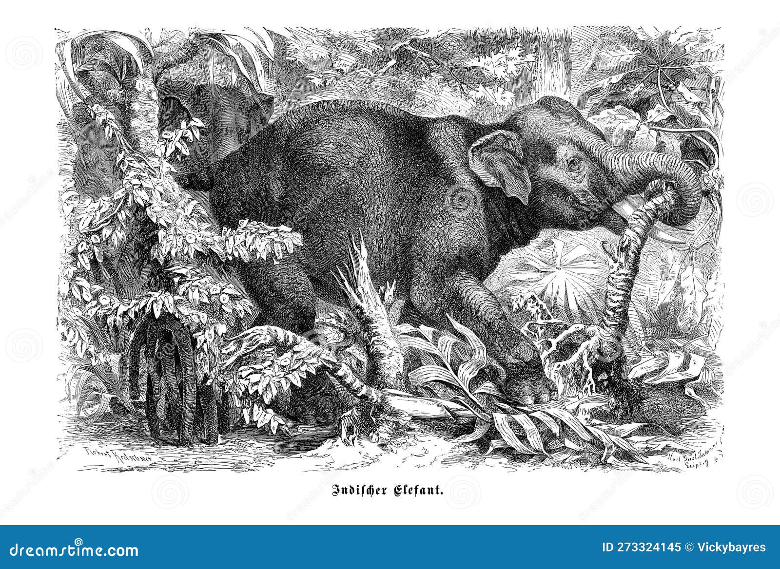 Vintage Toads Royalty-Free Illustration | CartoonDealer.com #273324114