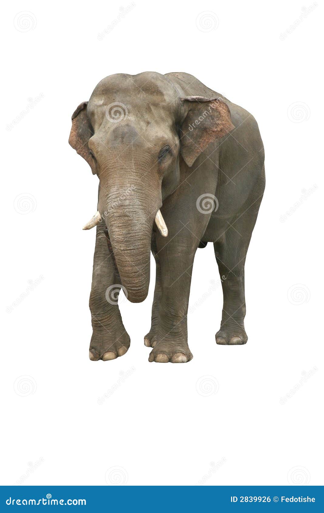 Indian Elephant (Elephas Maximus Indicus) Royalty-Free Stock ...