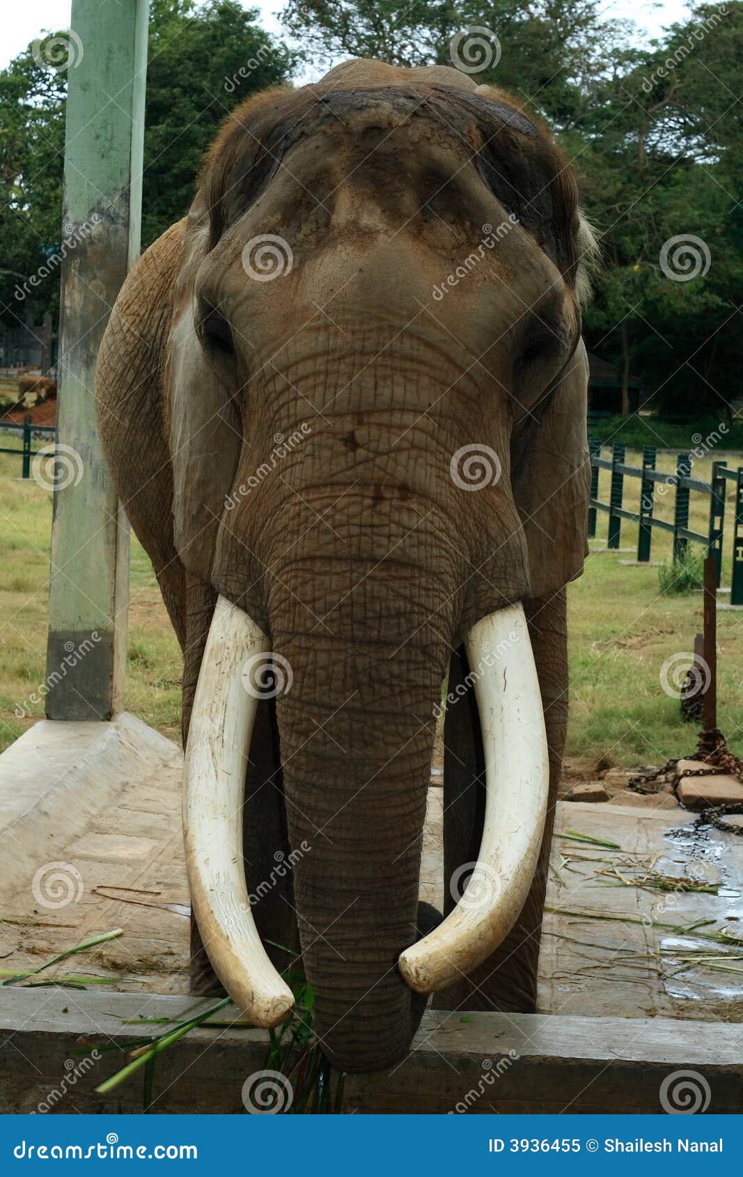 Indian elephant stock image. Image of vertical, outdoor - 3936455