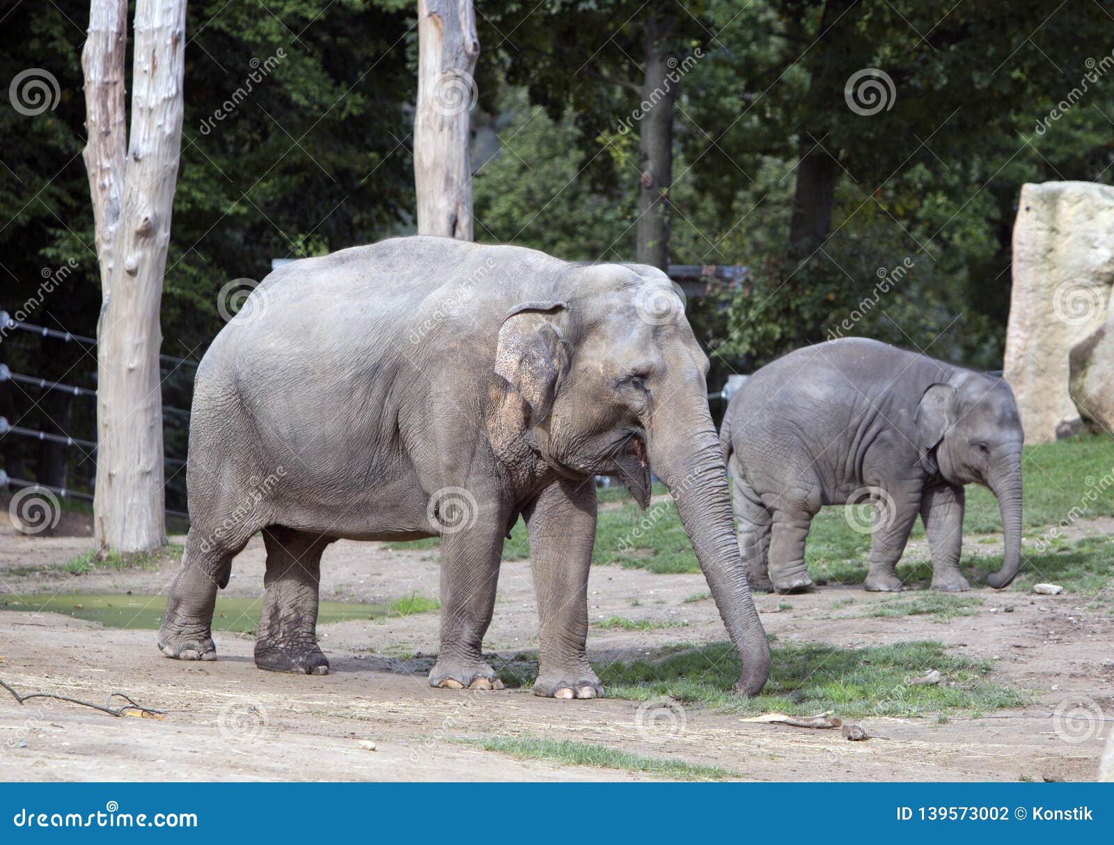 Indian Elephant with Baby Elephant Stock Photo - Image of national ...