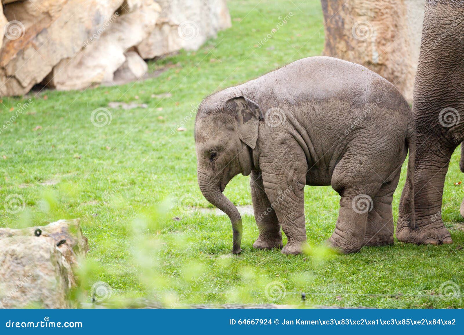 Indian Elephant Baby on the Grass Stock Photo - Image of center, mother ...