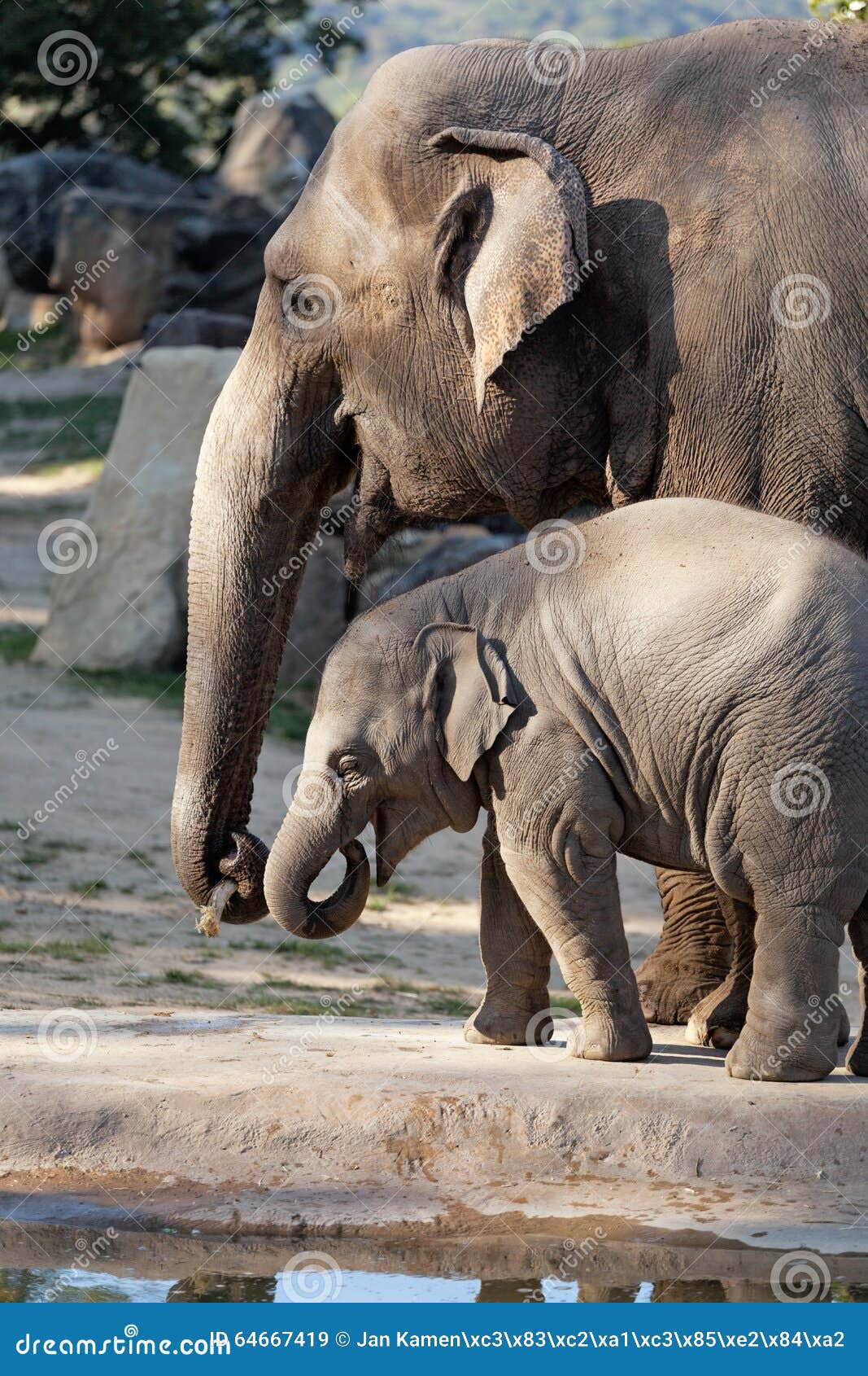 Indian Elephant Baby in the Prague Zoo Stock Image - Image of love ...