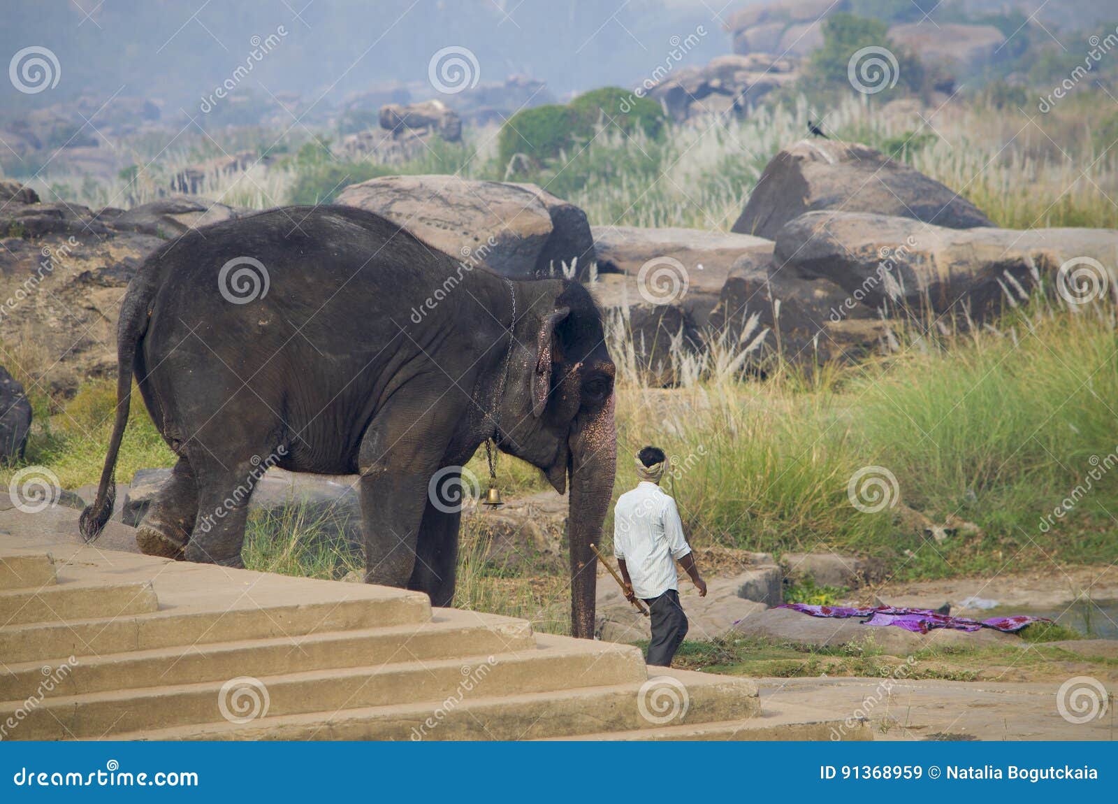 The Indian Elephant is Conducted To Float To the River a Ritual in ...