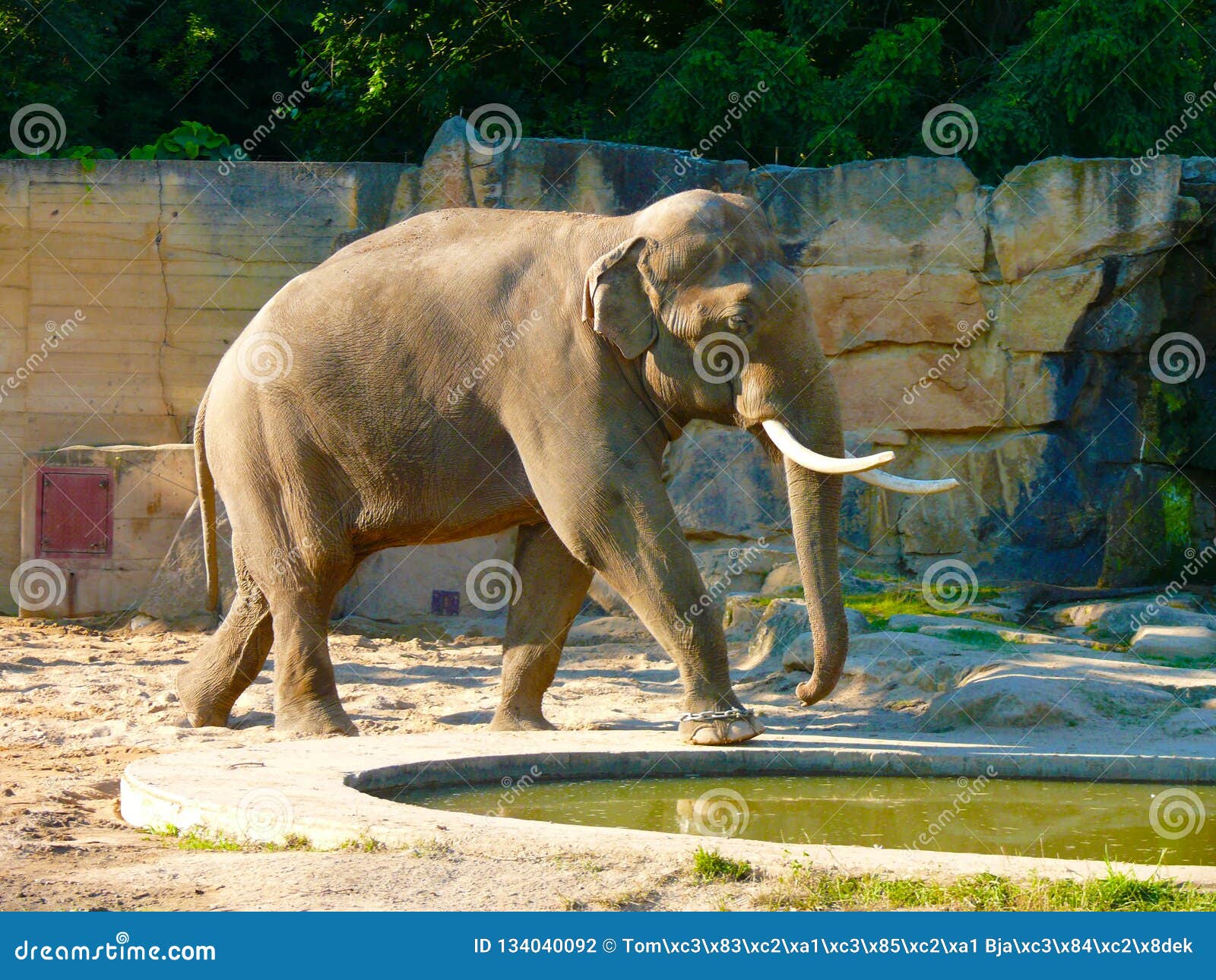 An Indian Elephant Elephas Maximus, an Endangered Species Stock Photo ...