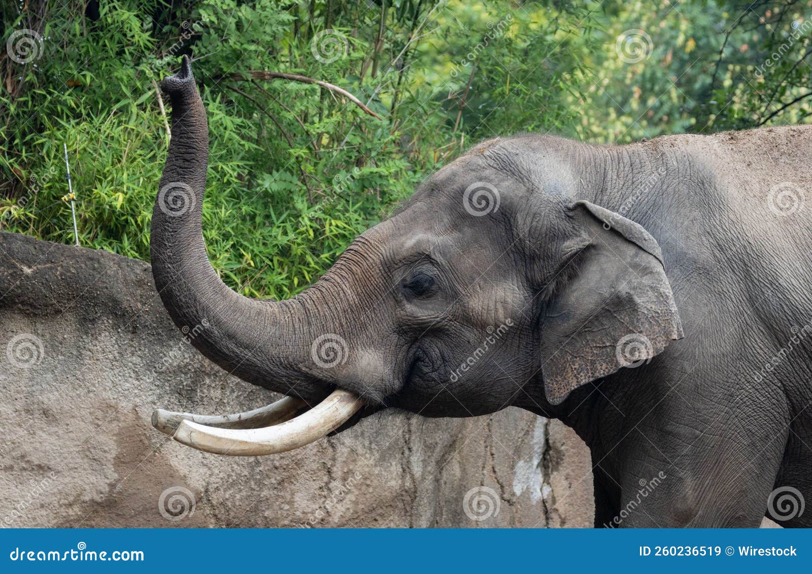 Indian Elephant (Elephas Maximus Indicus) Eating Tree Leaves in a Park ...