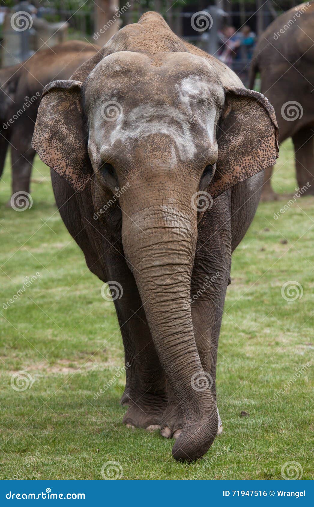 Indian Elephant (Elephas Maximus Indicus). Stock Photo - Image of ...