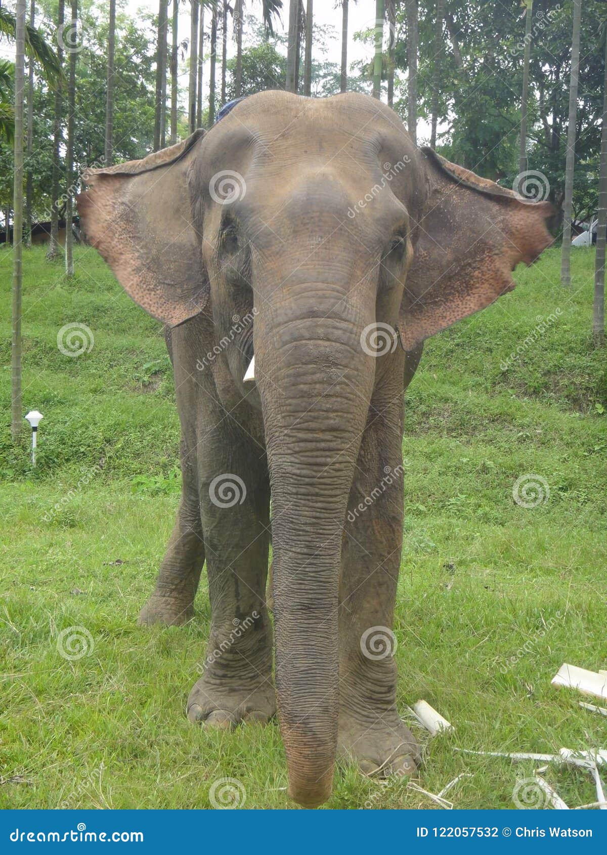 Indian elephant stock photo. Image of shot, front, assam - 122057532