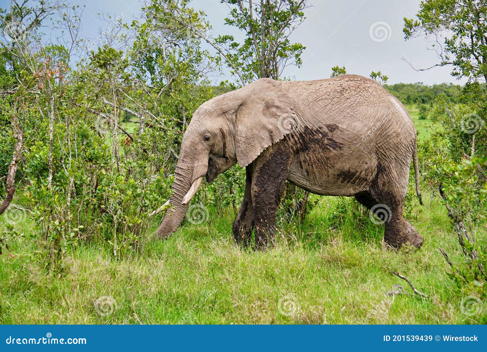 Indian Elephant on a Grass Field Stock Image - Image of park, africa ...