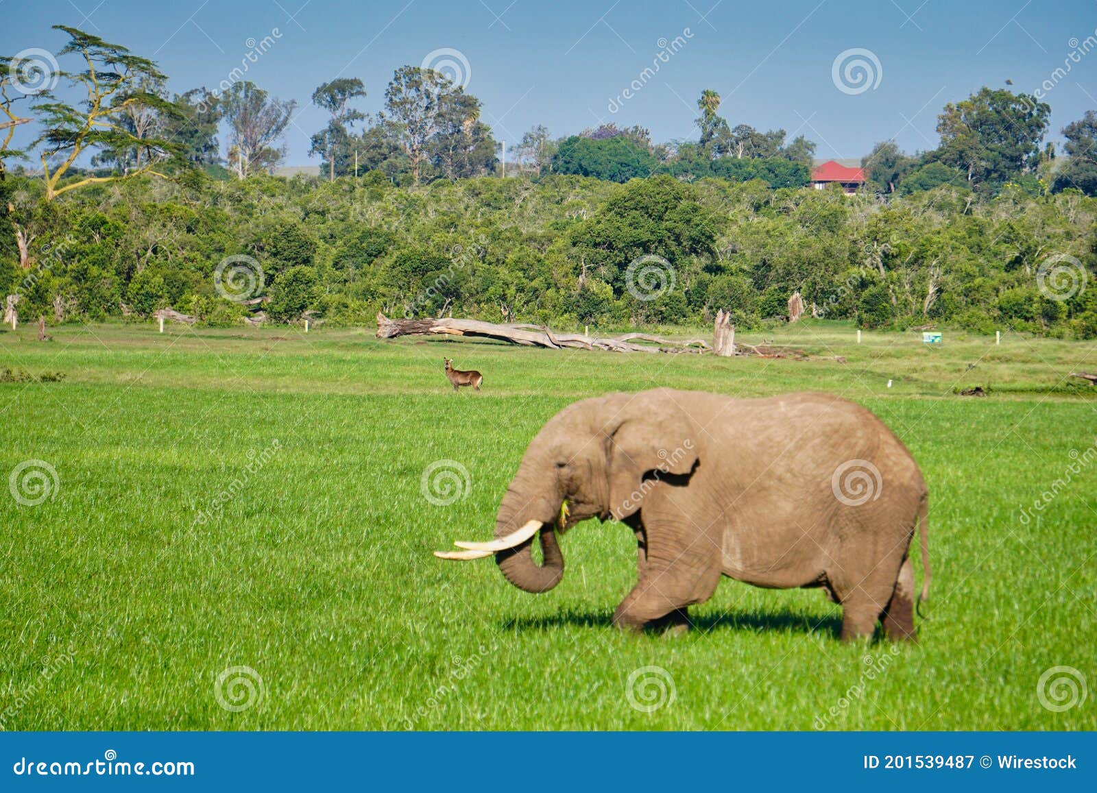 Indian Elephant on a Grass Field Stock Image - Image of field, grass ...