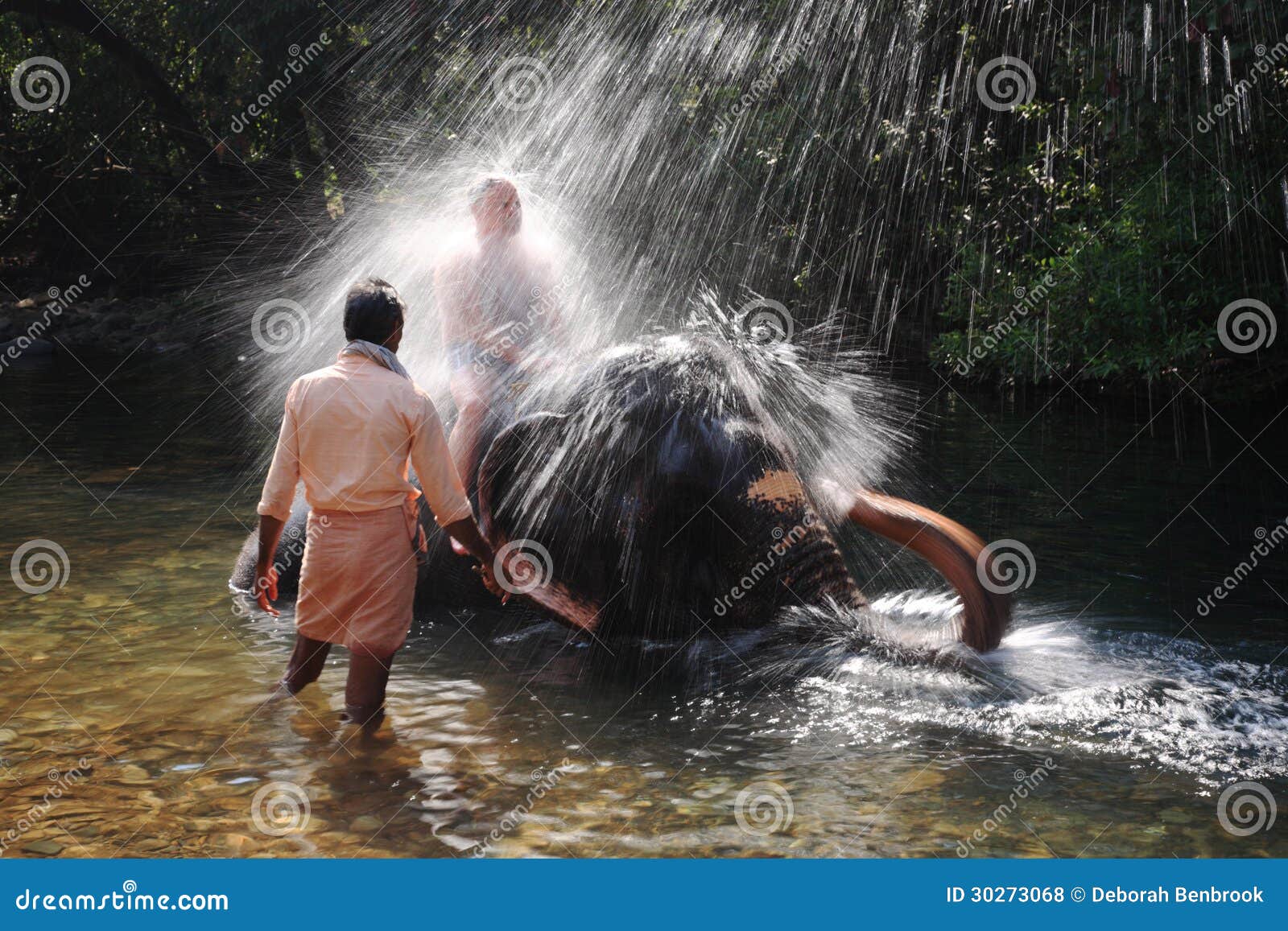 Indian Elephant Playing in the River Editorial Stock Photo - Image of ...