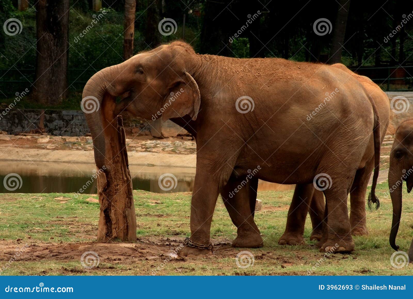 Indian elephant resting stock image. Image of herbivore - 3962693