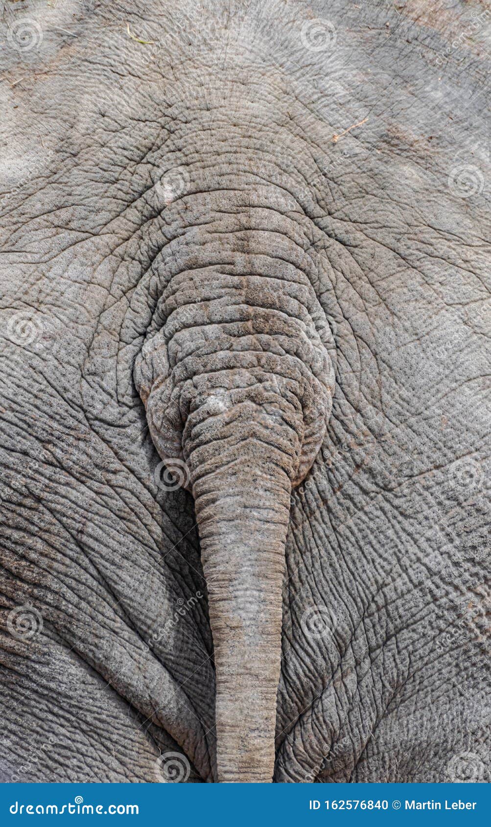 Indian Elephant Tail Elephas Maximus Stock Photo - Image of background ...