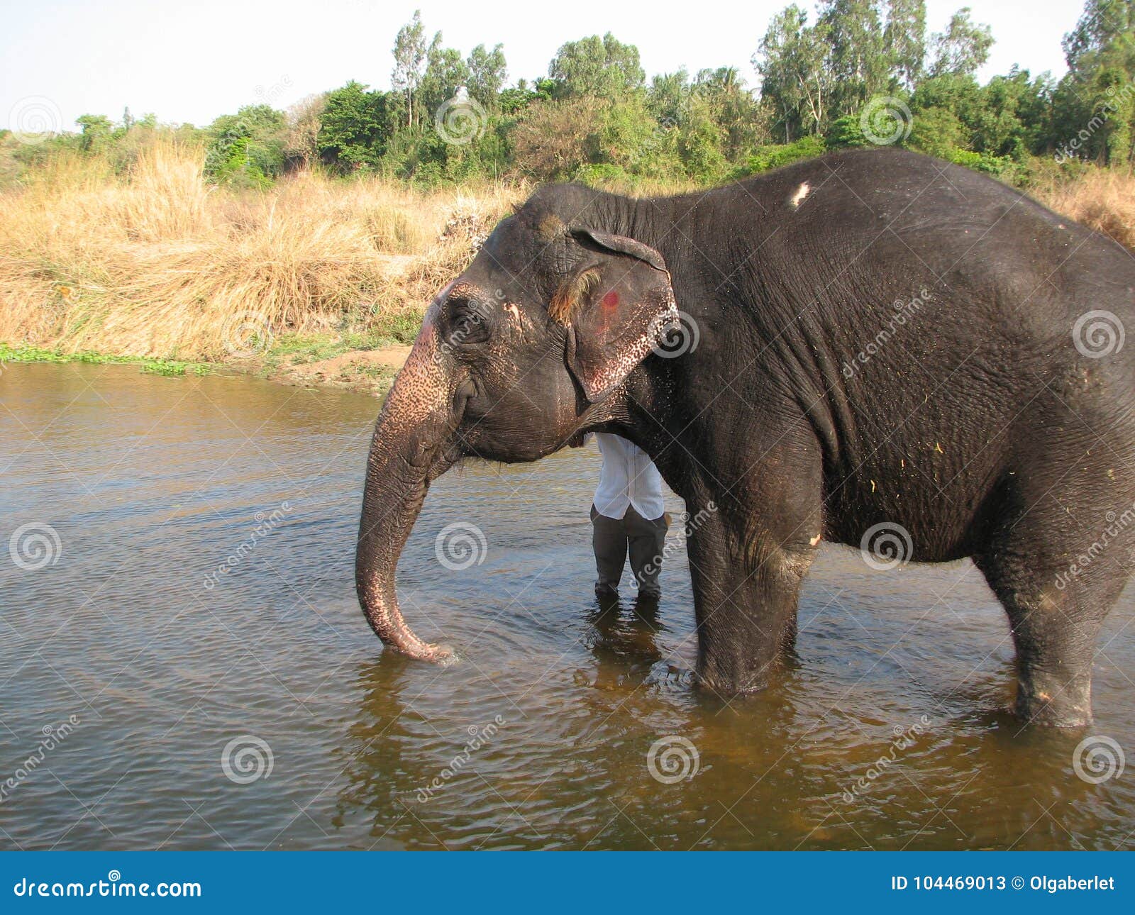 Indian Elephant Taking A Bath In The River Stock Image Image Of