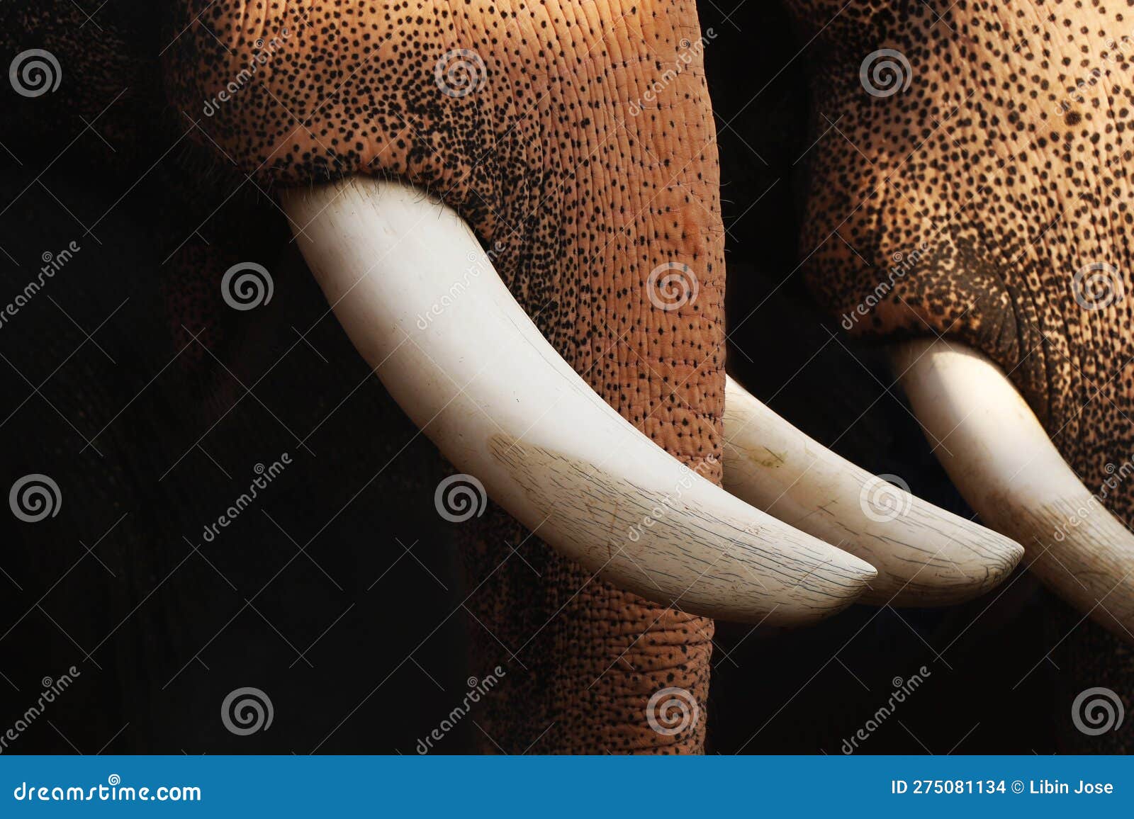 Indian Elephant Trunk and Tusk in Close Up Stock Photo - Image of ...