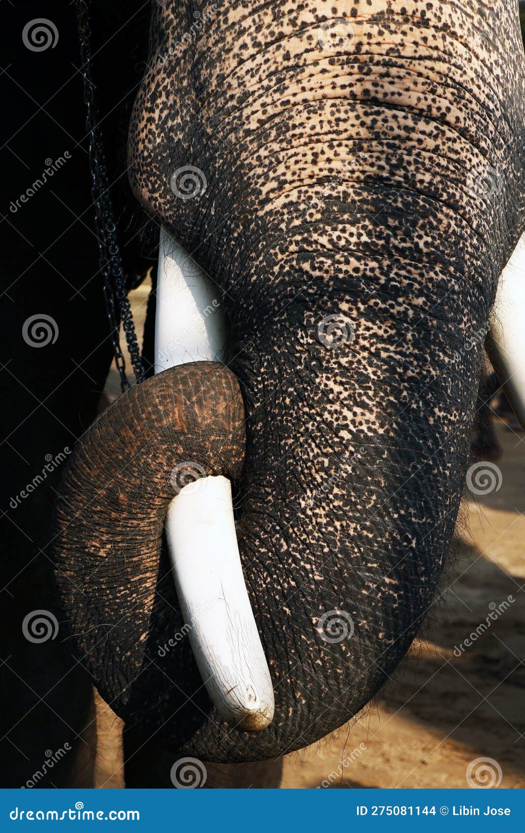 Indian Elephant Trunk and Tusk in Close Up Stock Photo - Image of ...