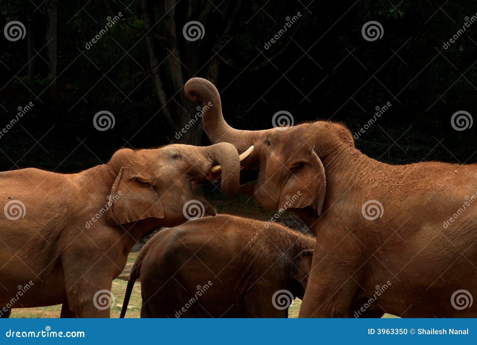 Indian Elephants (Elephas Maximus Indicus) Royalty-Free Stock ...