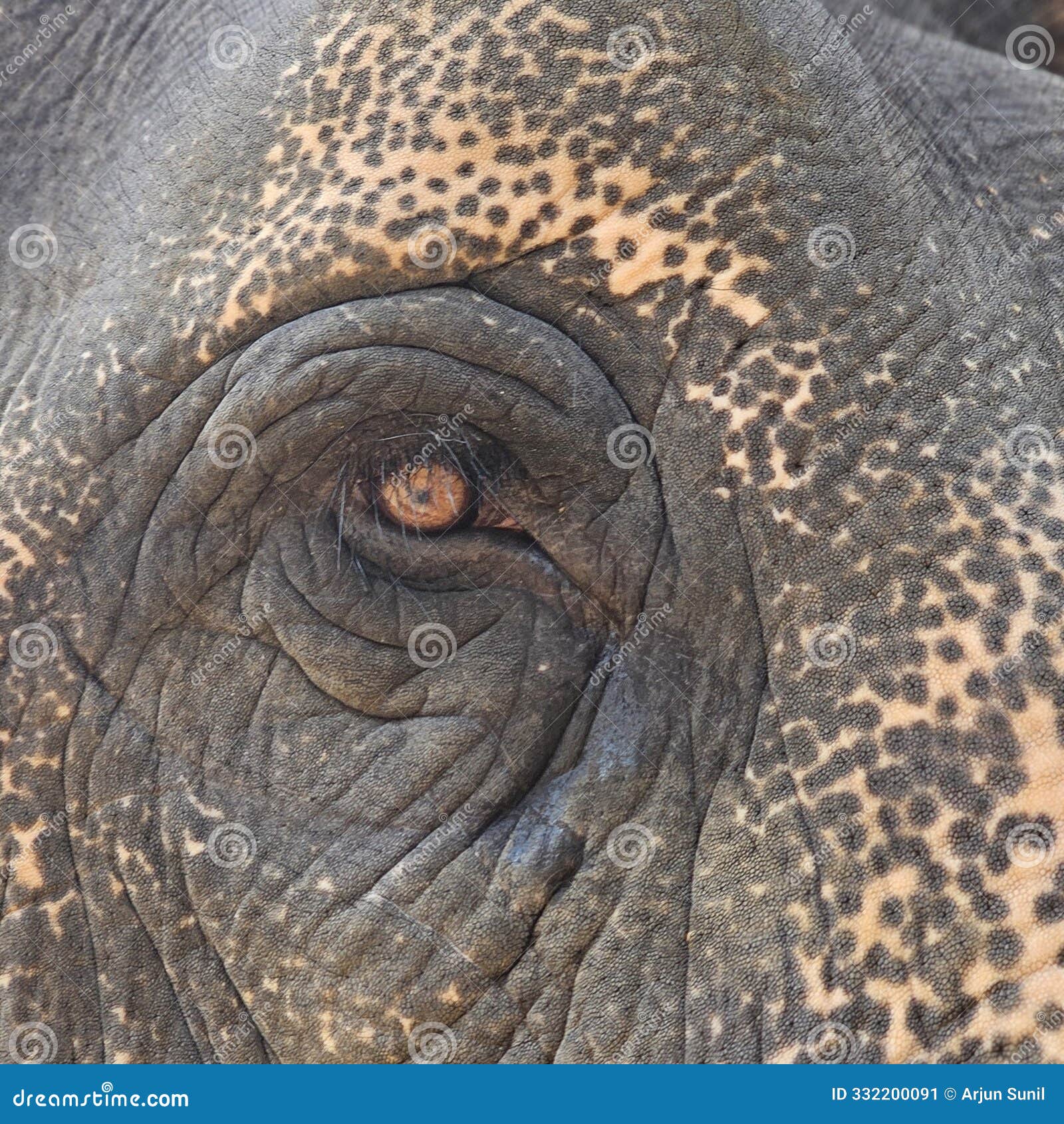 An Indian elephants eye stock image. Image of african - 332200091