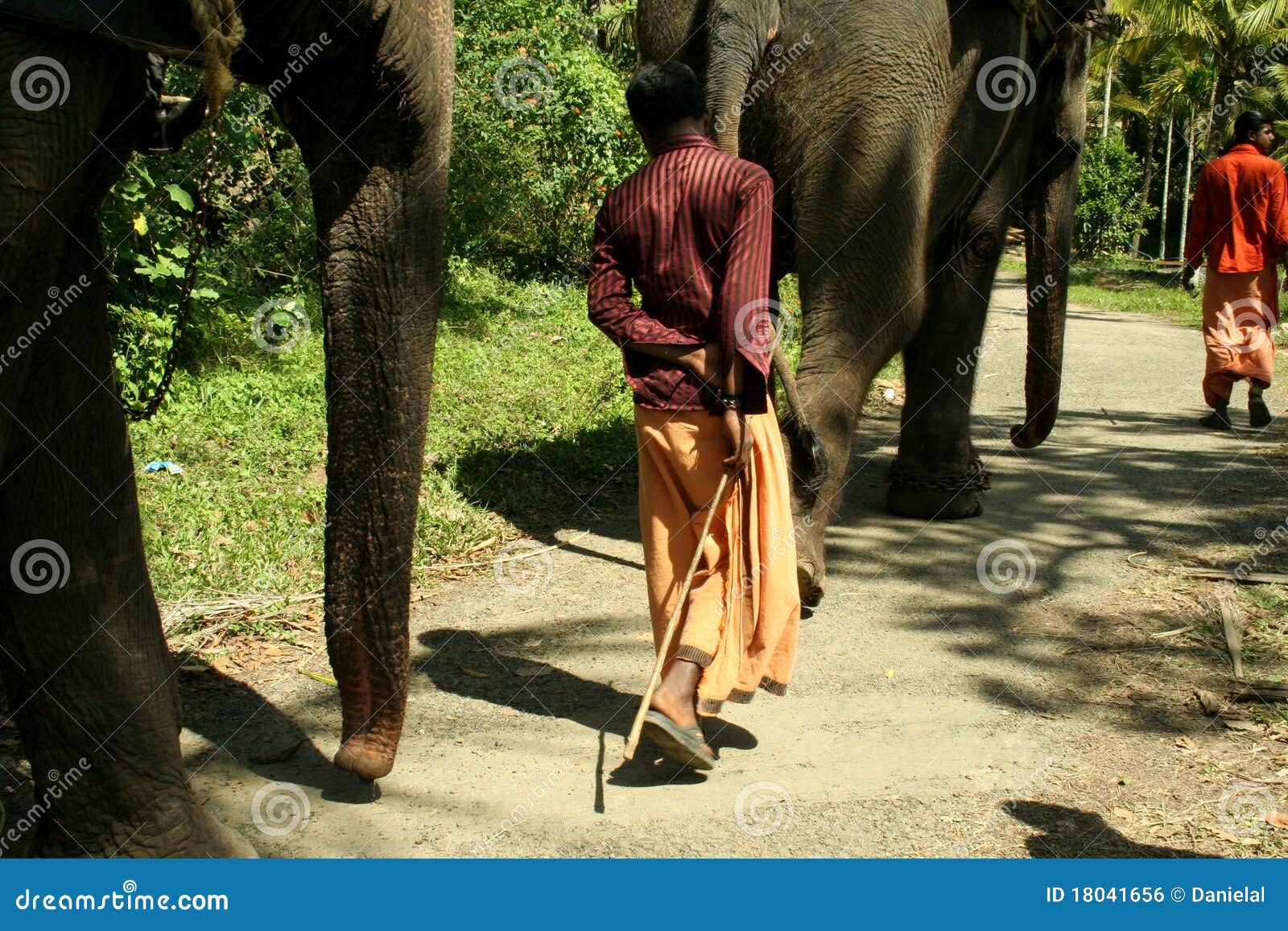 Indian Mahout Train The Elephant Editorial Photo | CartoonDealer.com ...