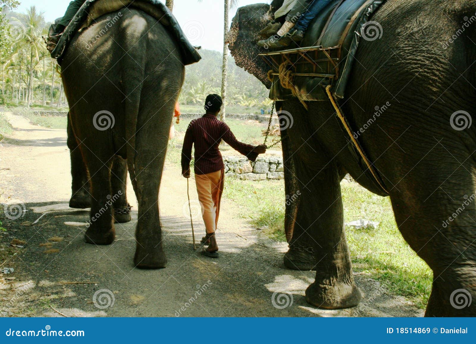 Indian Elephants (Elephas Maximus Indicus) Royalty-Free Stock ...