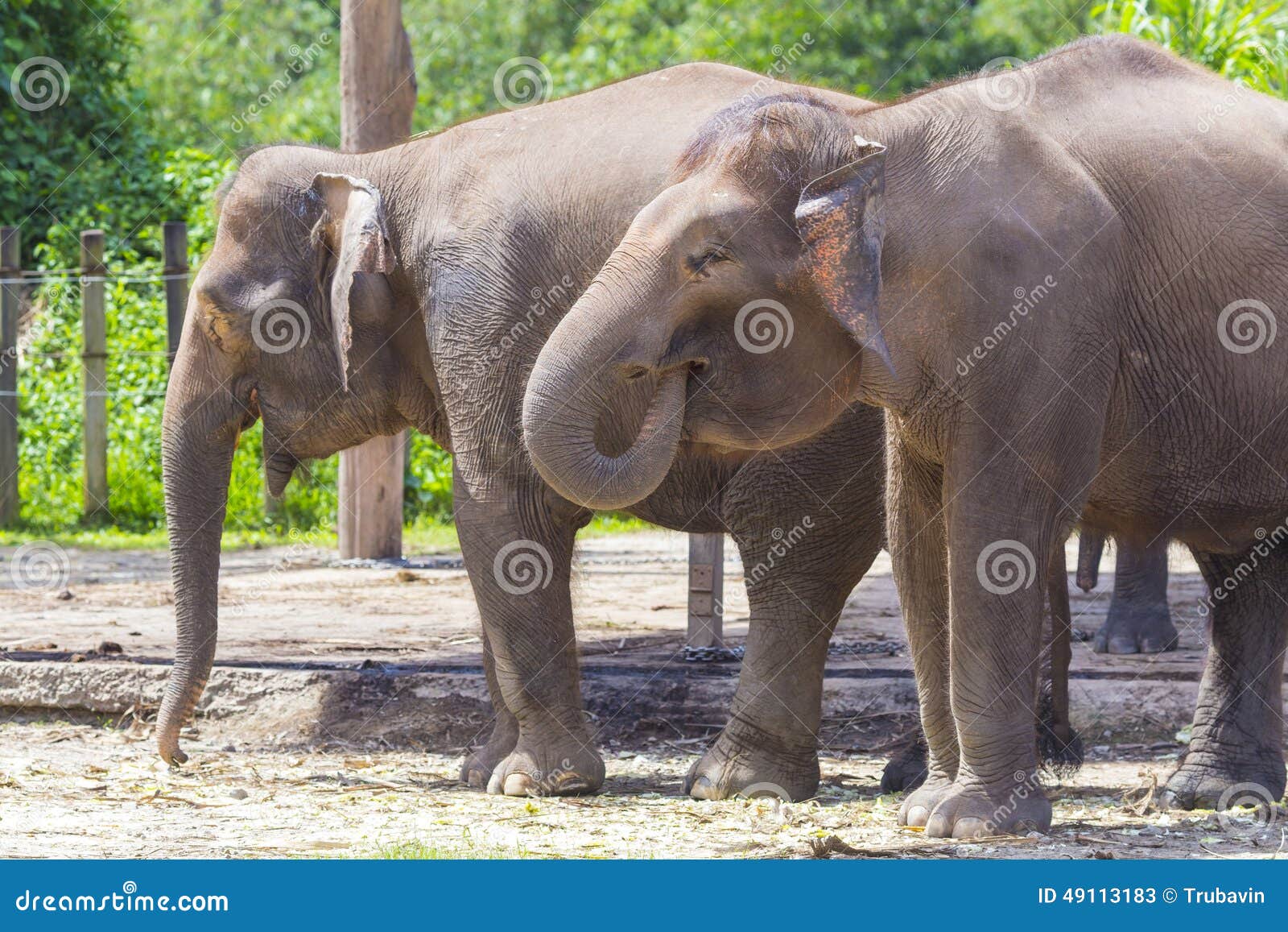 Indian Elephants stock image. Image of india, forest - 49113183