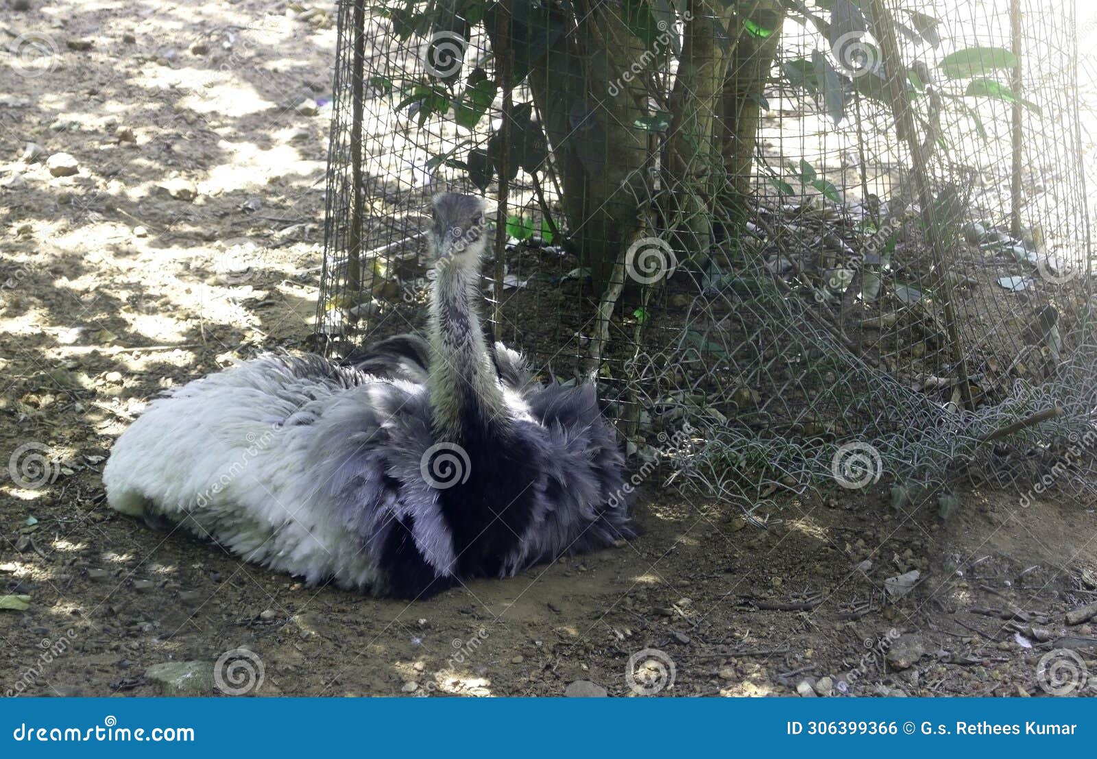Indian Emu editorial photo. Image of nature, zoological - 306399366