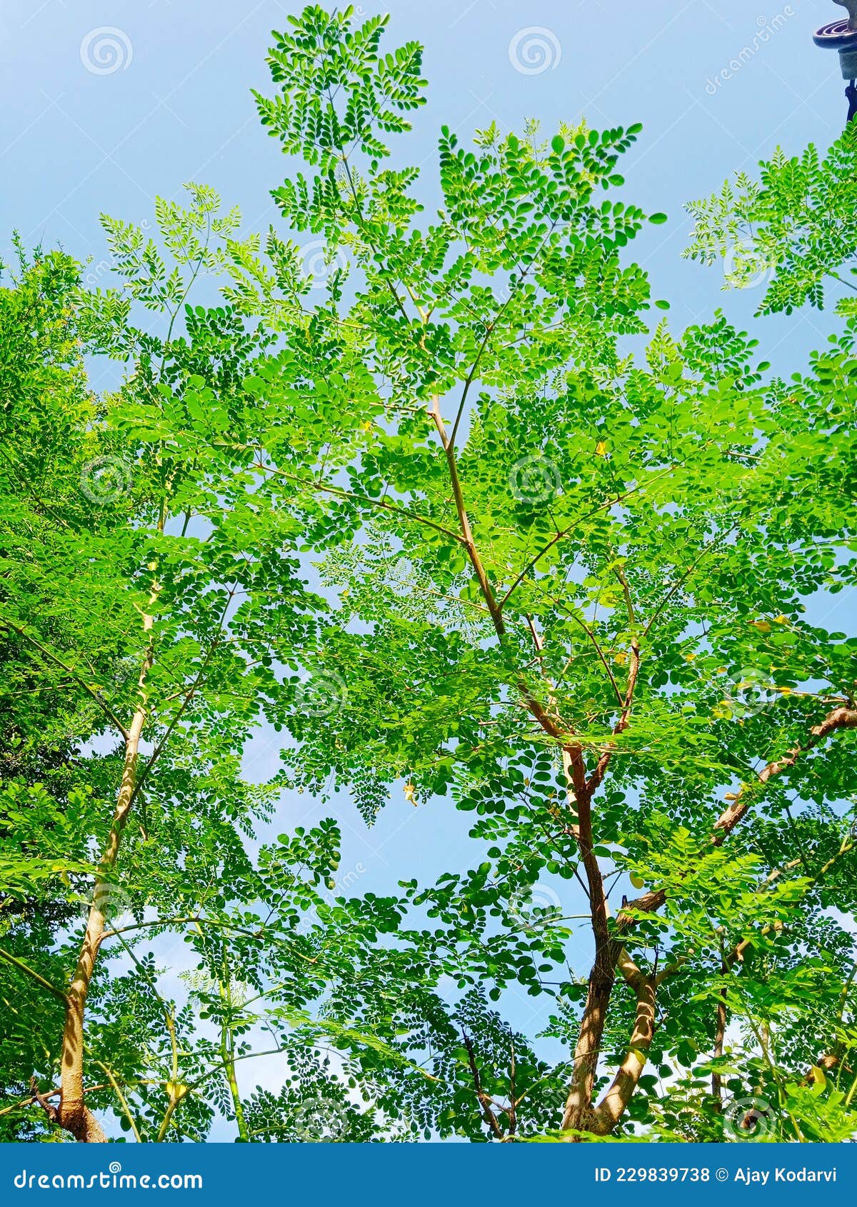 Indian Everygreen Tree Stock Photos - Free & Royalty-Free Stock Photos ...