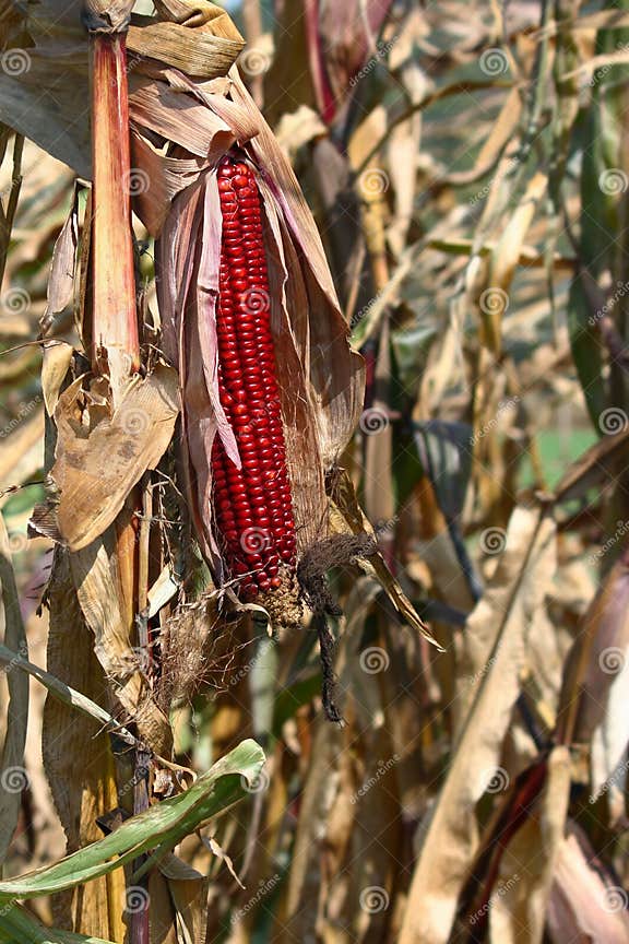 Indian Fall Corn with Husk stock image. Image of corn - 51902615