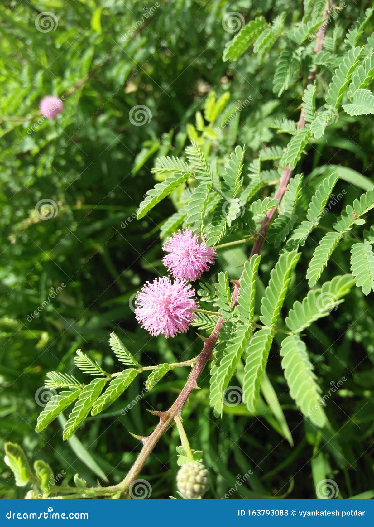 Babula Stock Photos - Free & Royalty-Free Stock Photos from Dreamstime