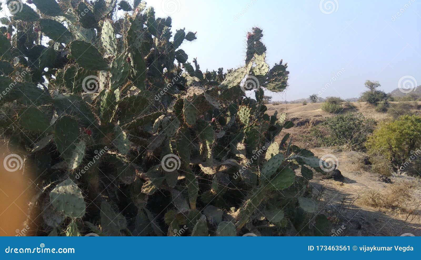Indian famous tree stock image. Image of village, small - 173463561