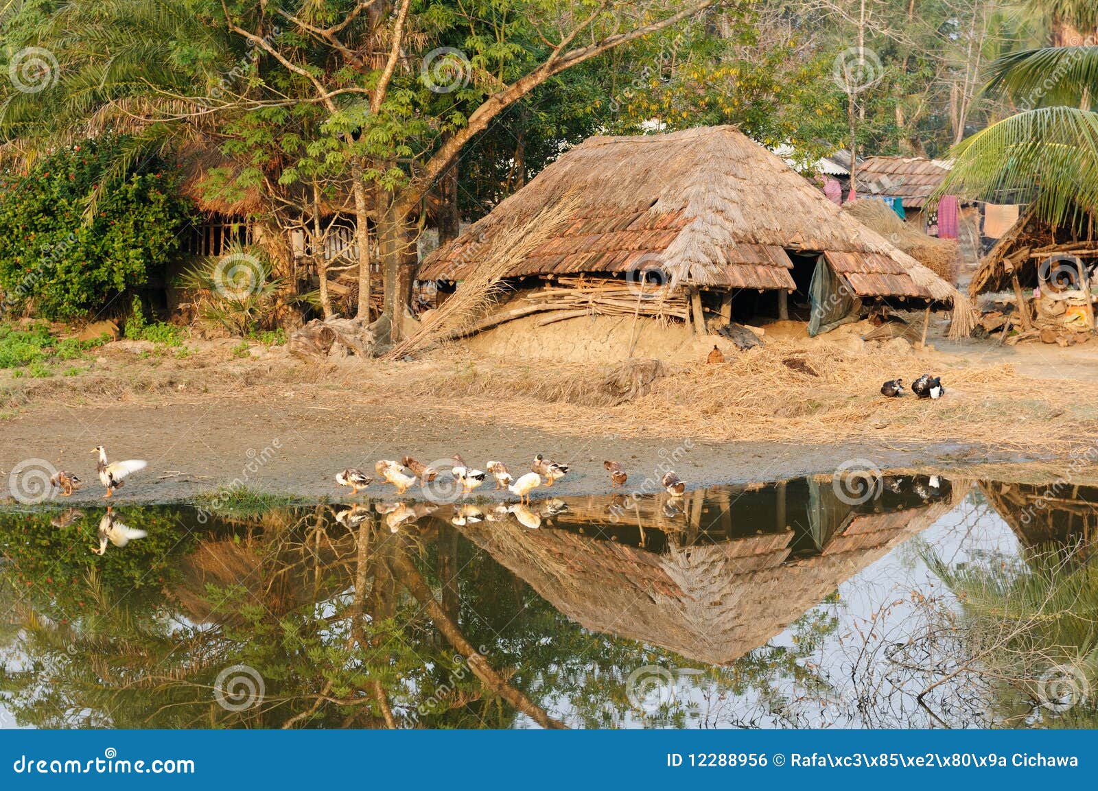 Indian farm stock photo. Image of asia, cultivation, ethnic - 12288956