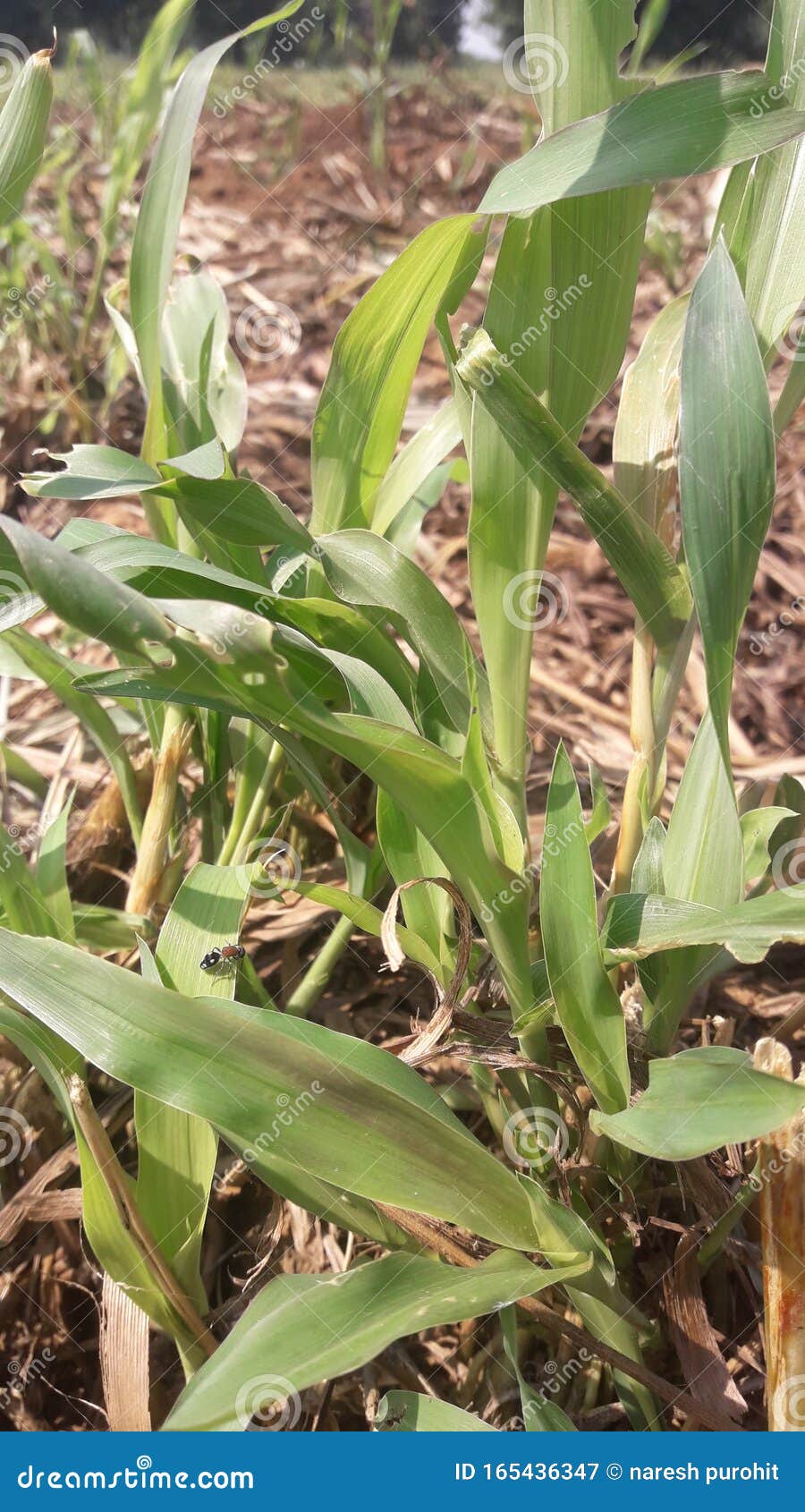 Indian farm stock image. Image of indian, bajara, green - 165436347