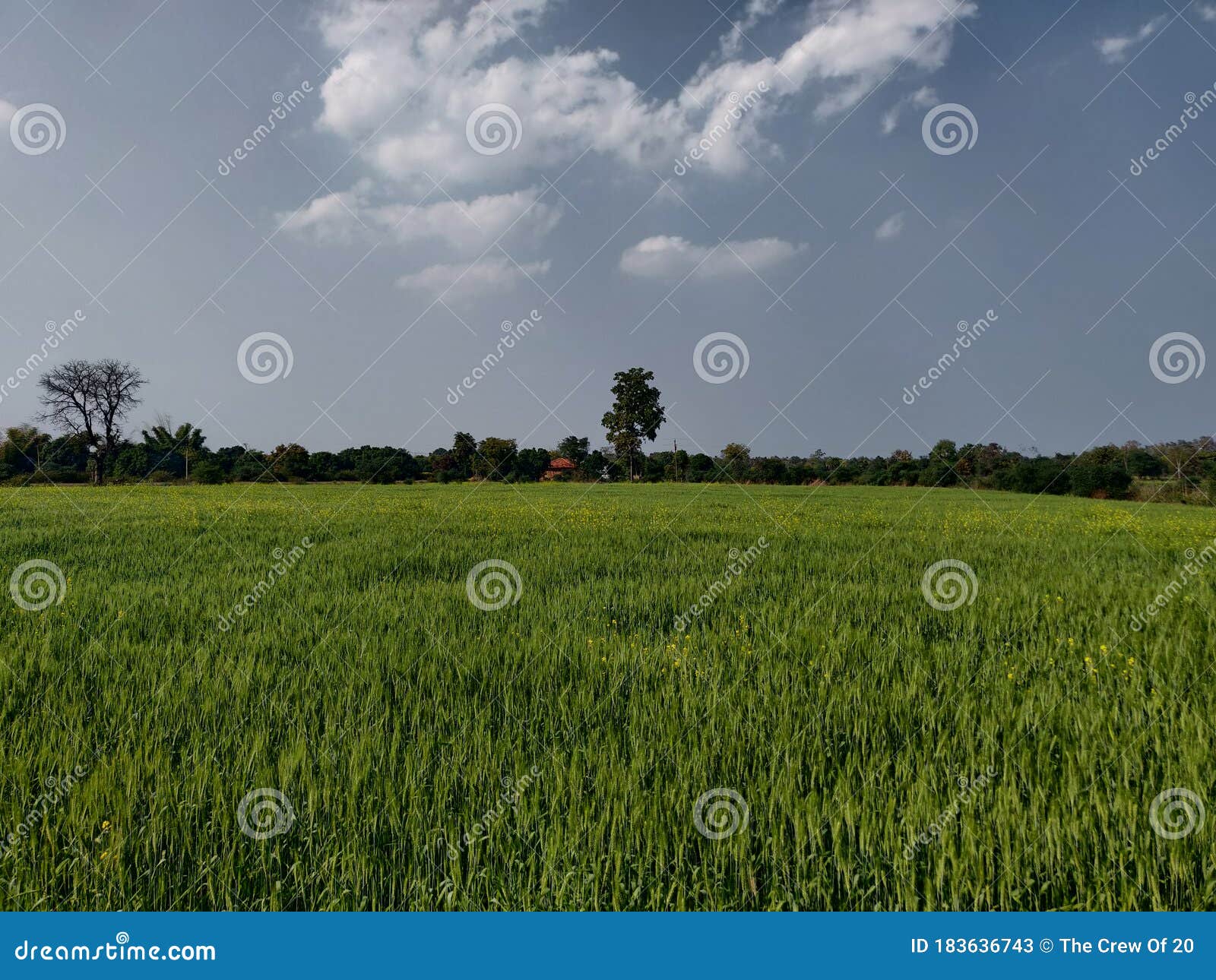 Indian Farm Land Wheat Rabi Crops Stock Image - Image of wheat, crops ...