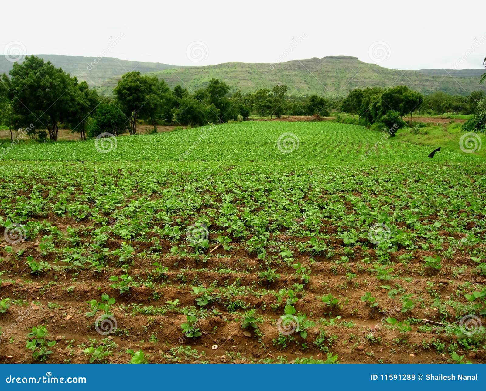 Indian Farm Scene Royalty Free Stock Photos - Image: 11591288